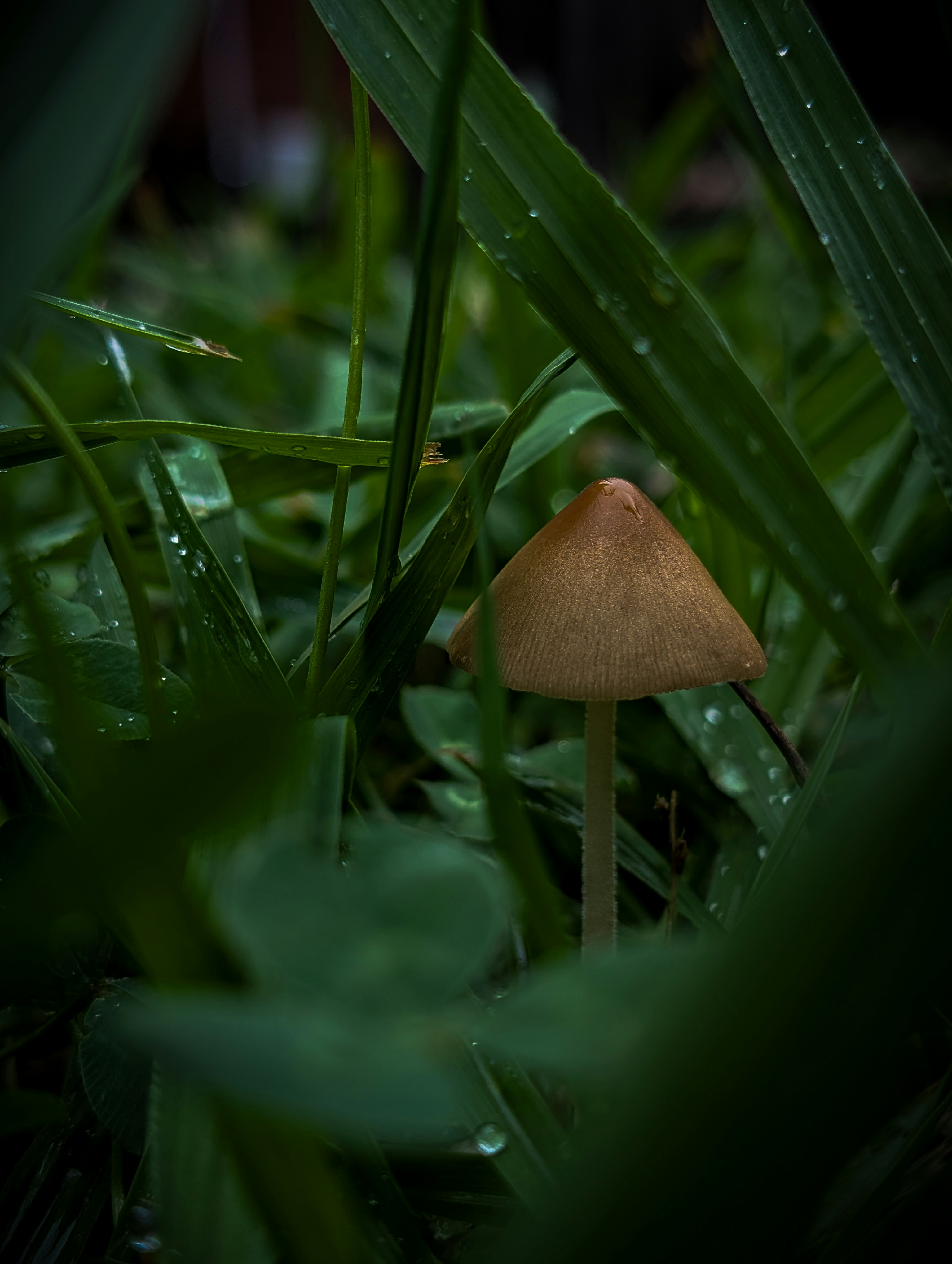 A solitary mushroom grows amidst the green foliage.
