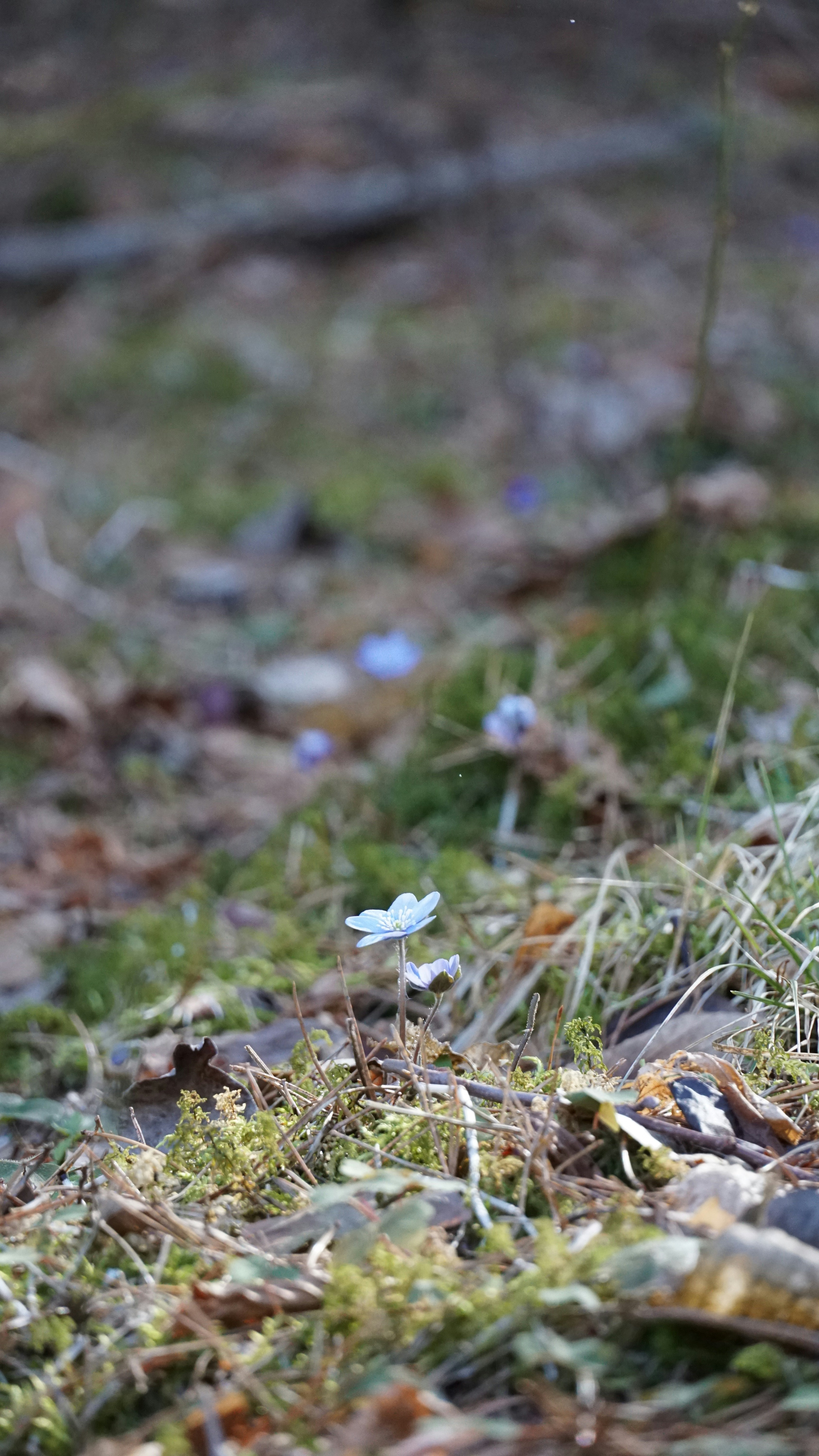 Whispers of Spring: A Lone Bloom Amidst the Forest Floor