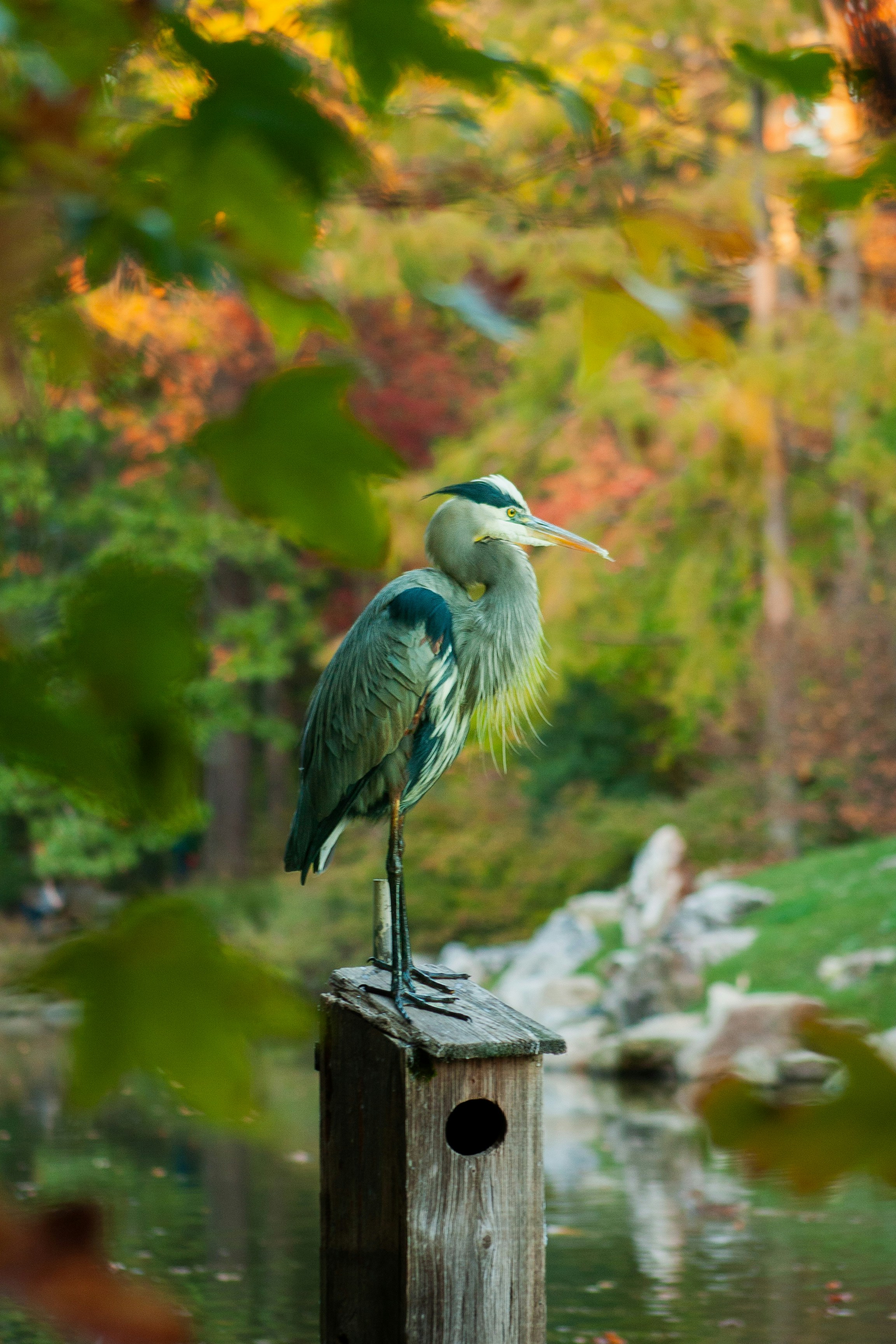 Autumn Portrait: Grey Heron on a Weathered Post