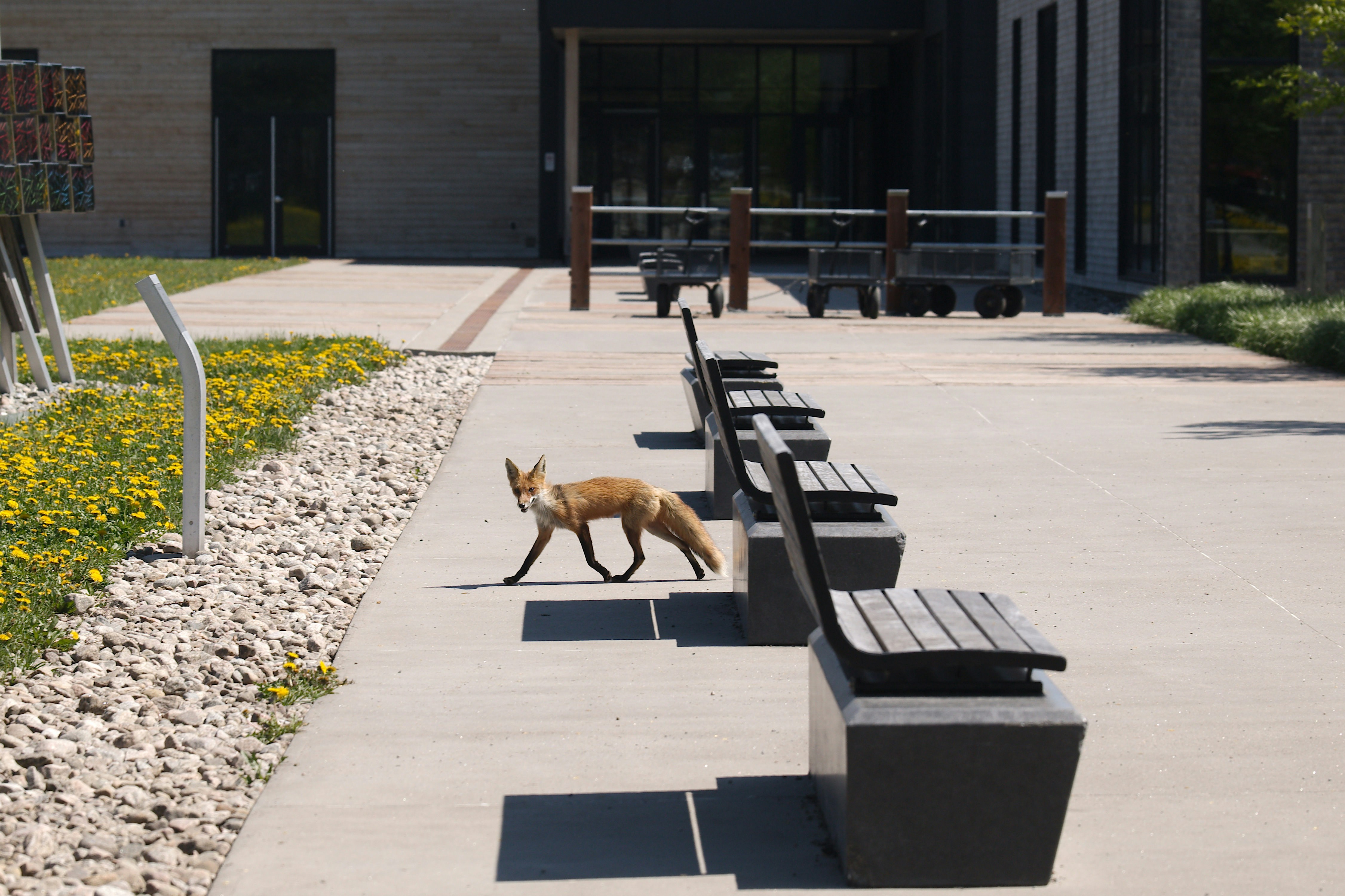 A fox walks past some empty benches. photo – Free Animal Image on Unsplash