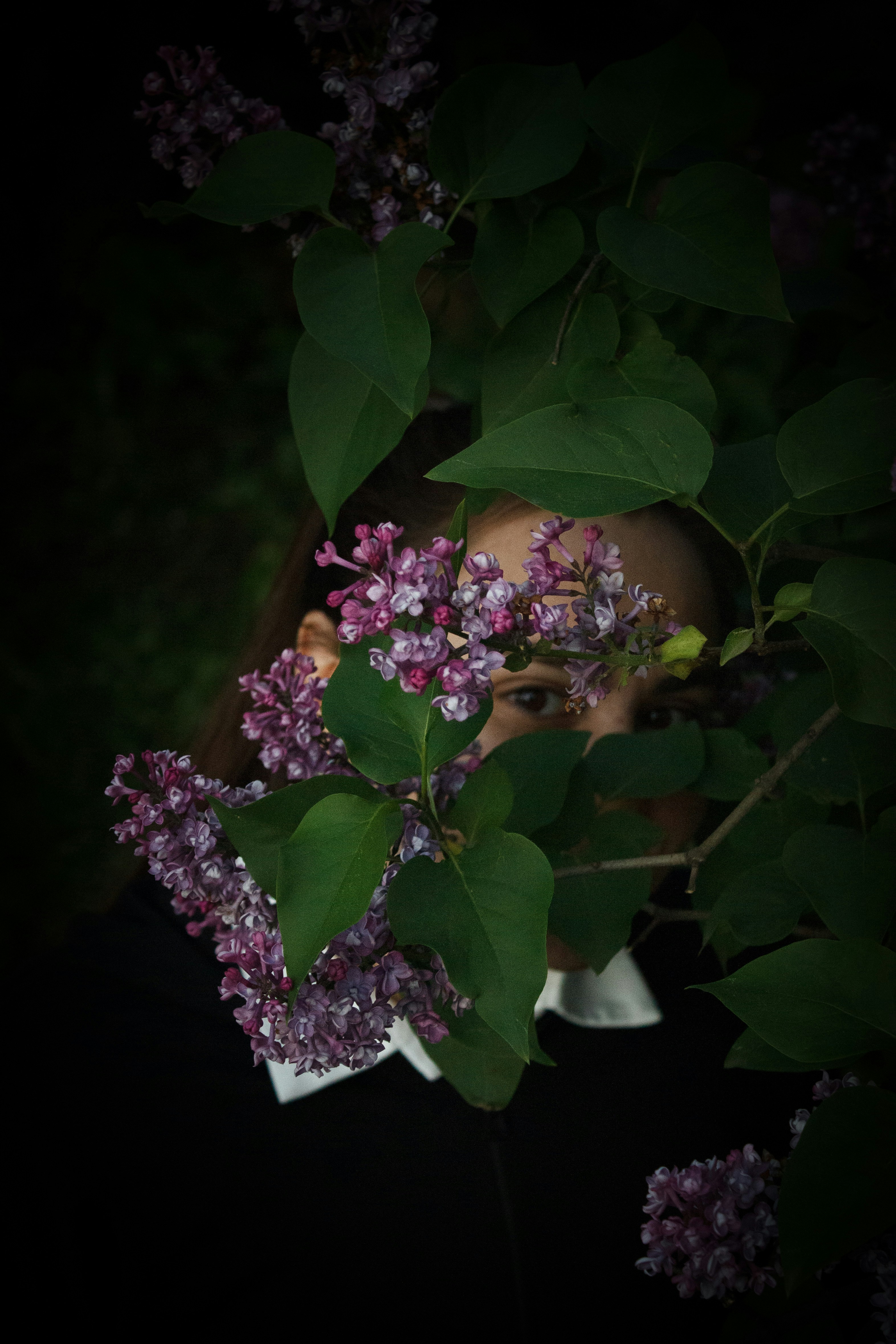 A person peeks through lilac blossoms. photo – Free Flower Image on ...