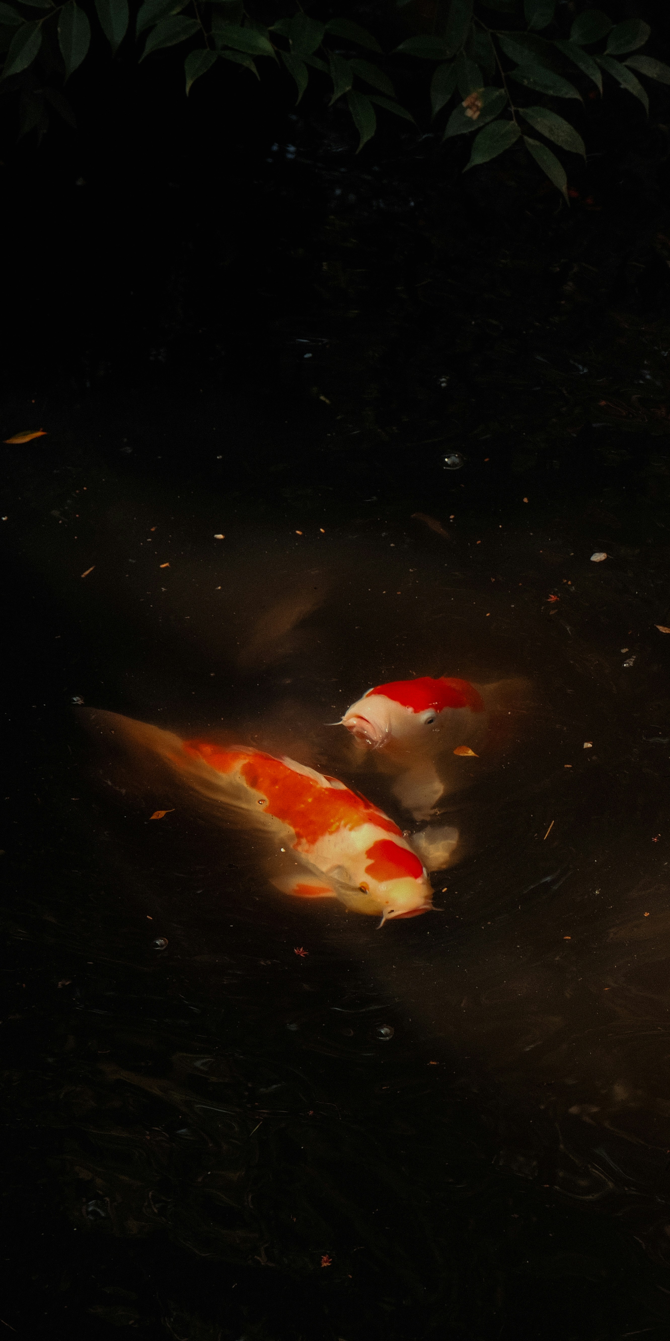 Koi | Two koi fish swimming in dark water.