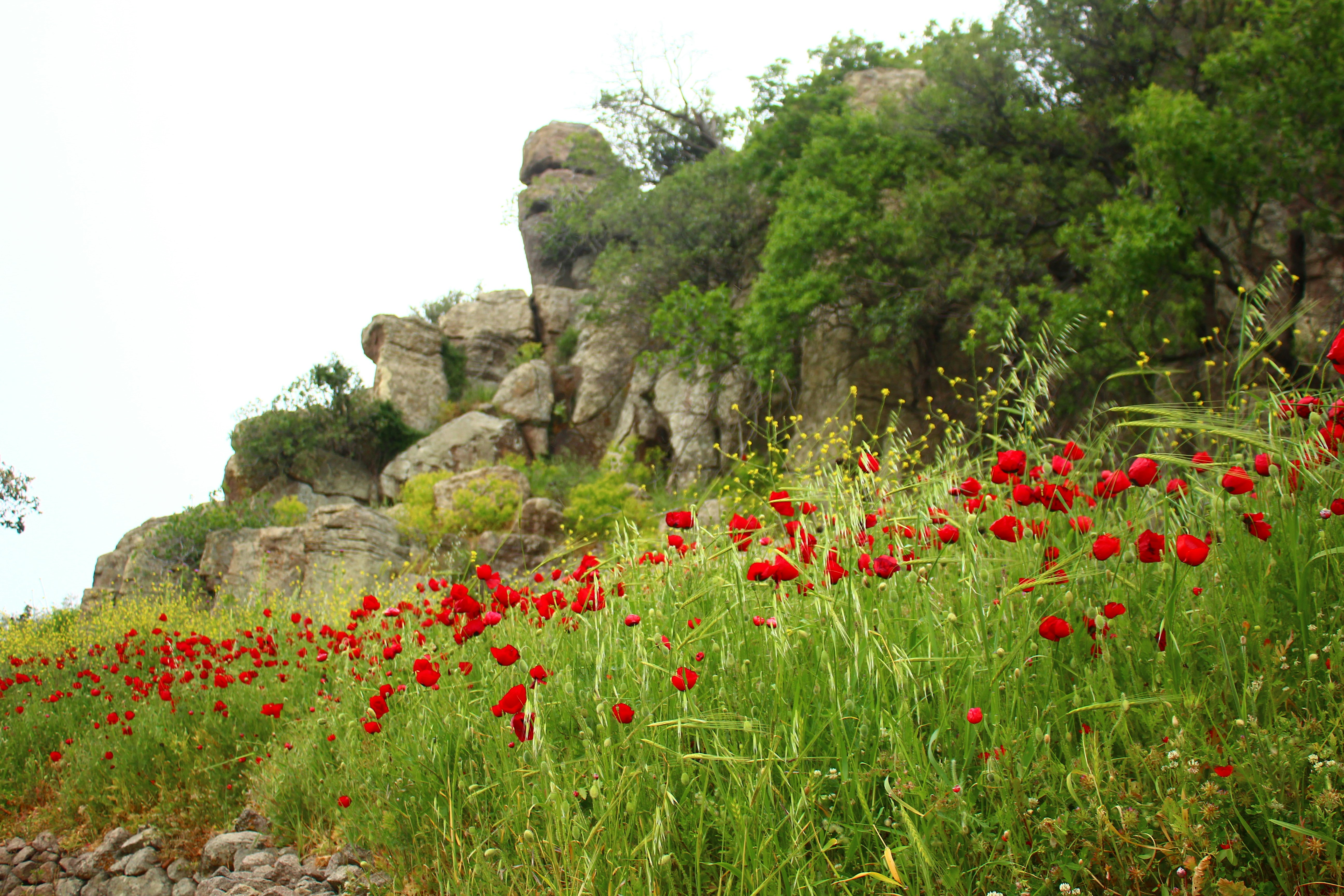 Crimson Carpet on the Slope Beneath Granite Cliffs
