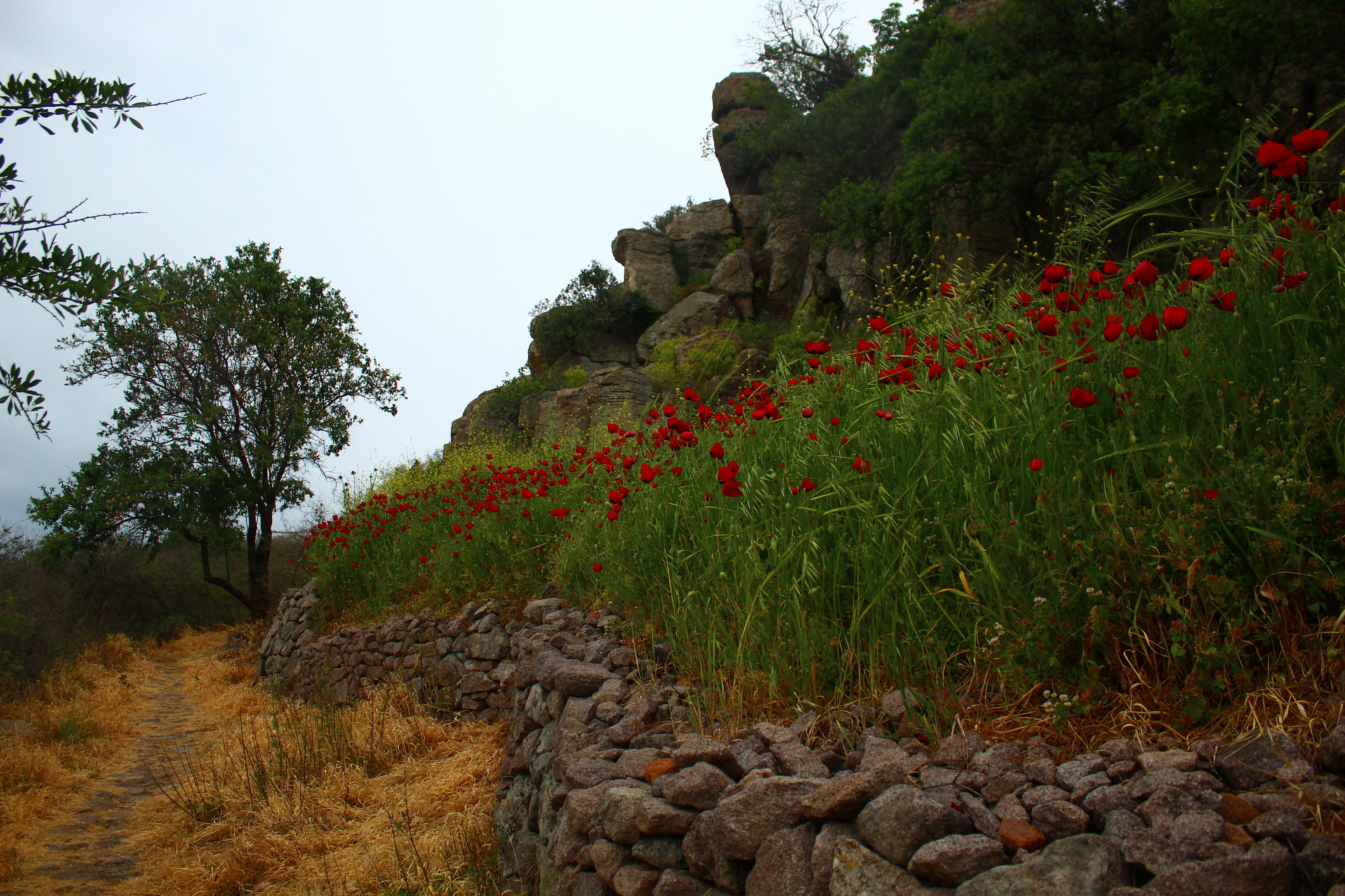 Crimson Ribbon along a Dry-Stone Ridge
