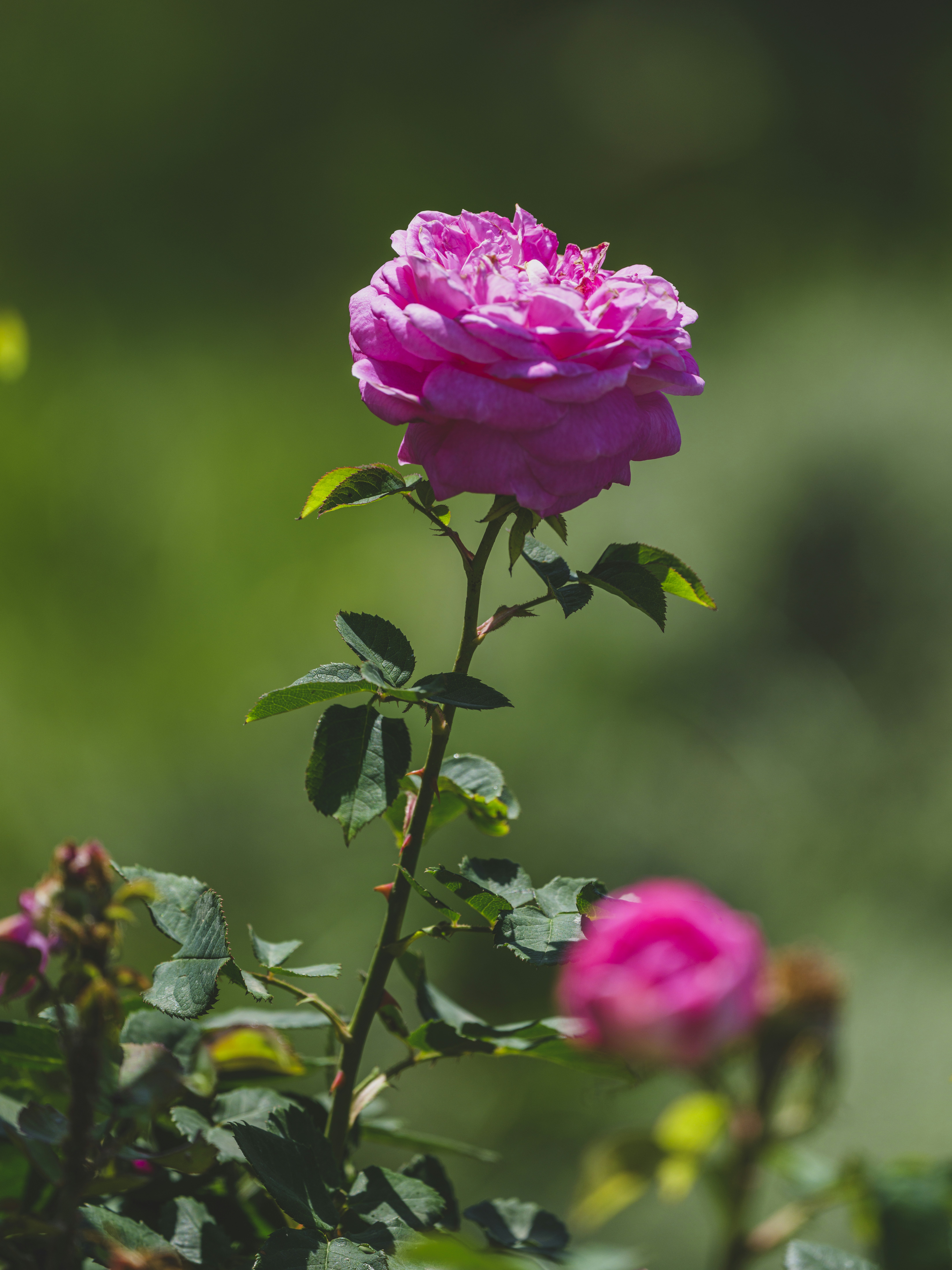 A beautiful pink rose blooming in a green garden. photo – Free Flower ...