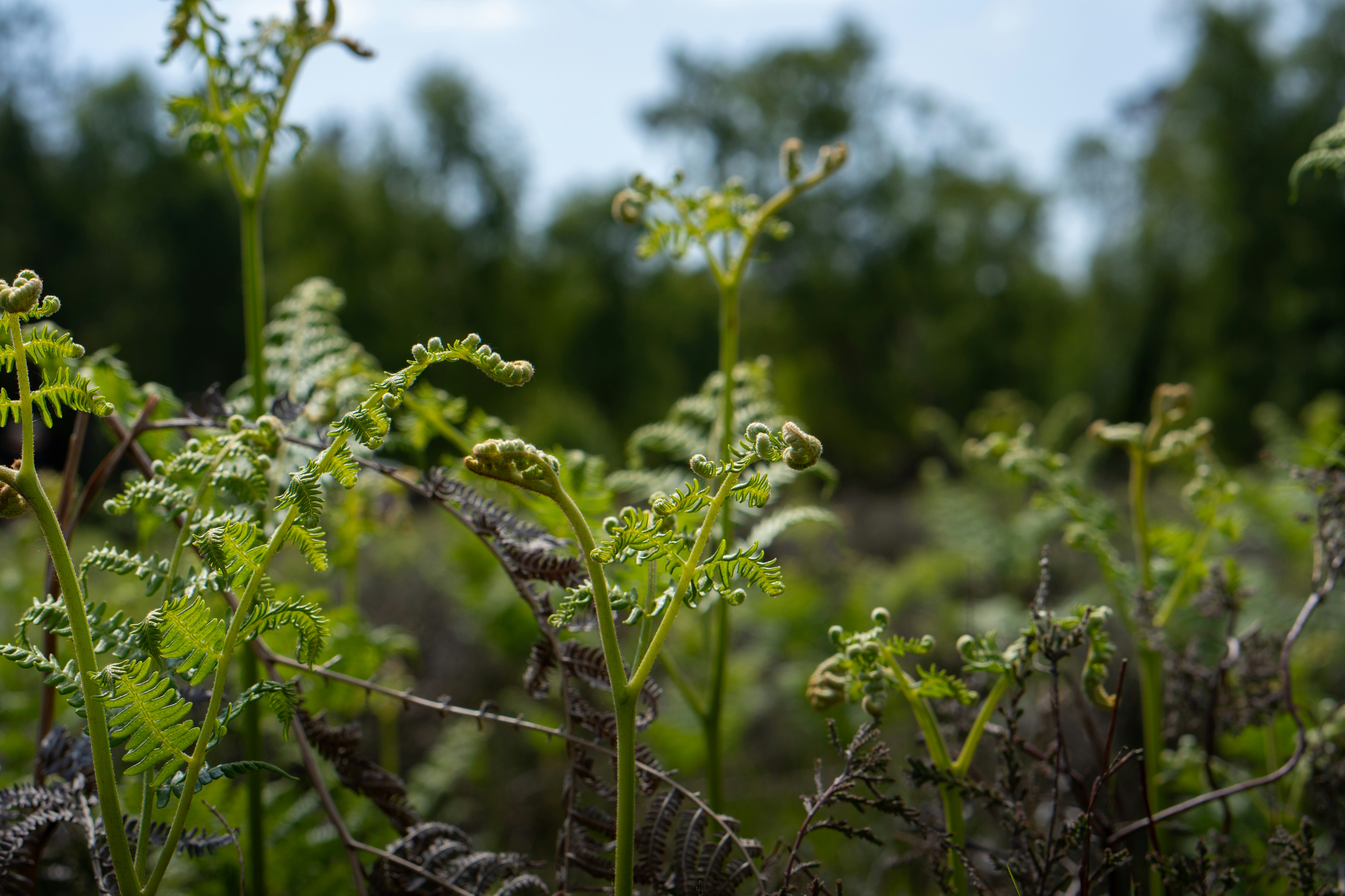 Fronds in Focus: Fresh Green Ferns Reaching Skyward
