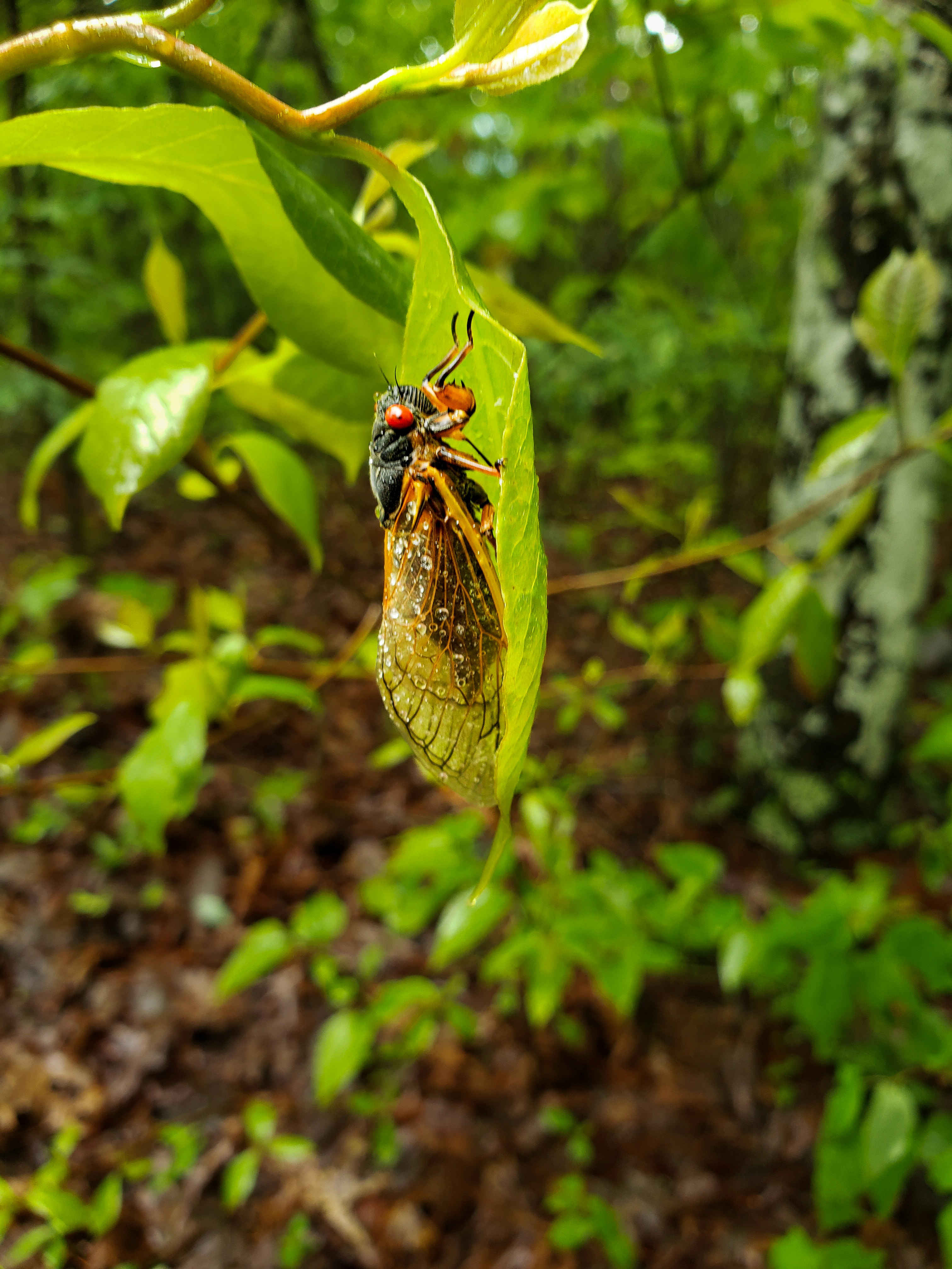 Amber-winged Cicada on a Green Leaf in Dappled Forest Light