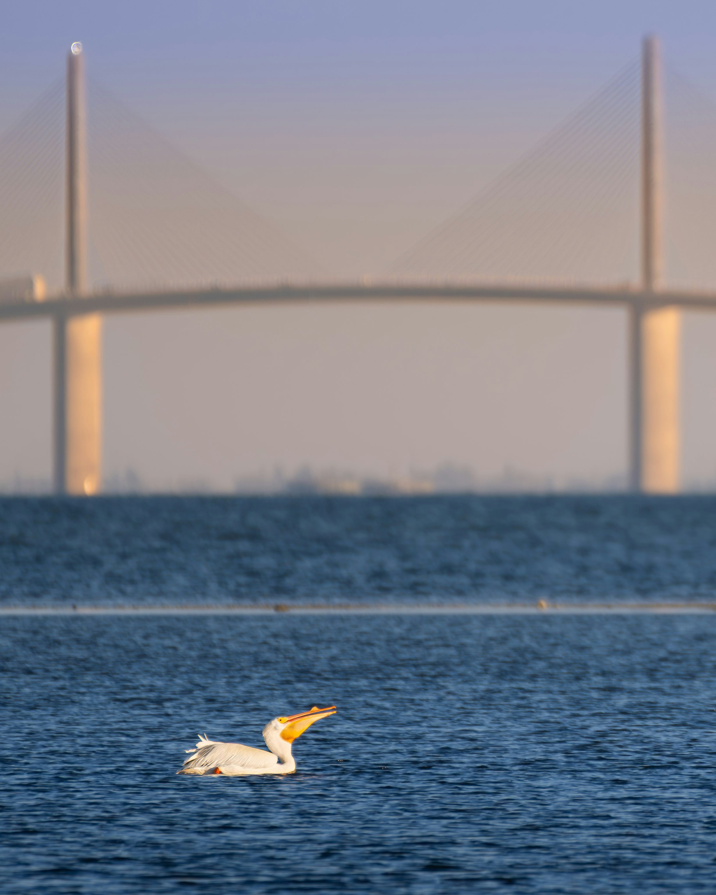 Pelican Beneath a Distant Cable-Stayed Horizon