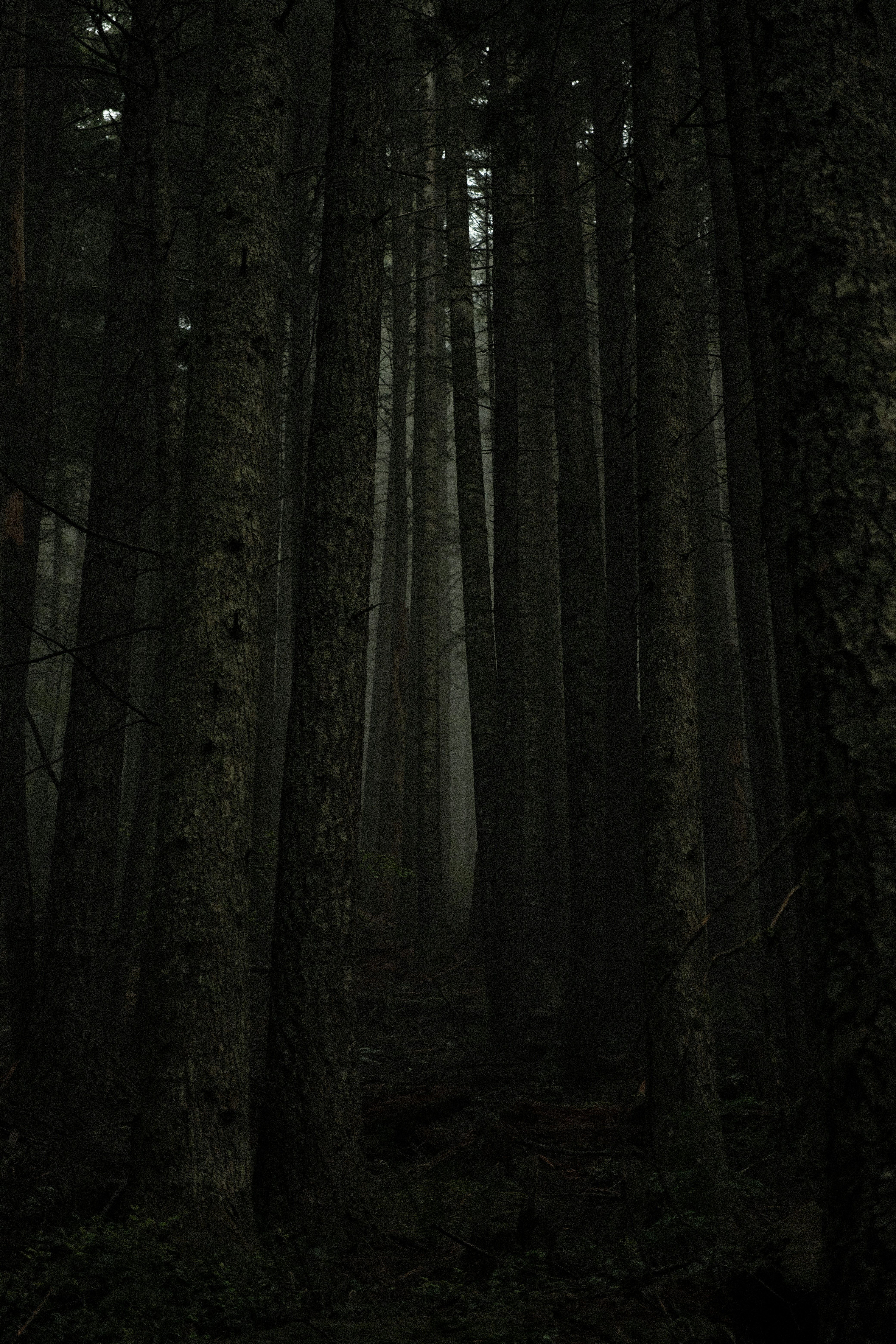 Dark, imposing trees stretch deep into a misty forest. photo – Free ...