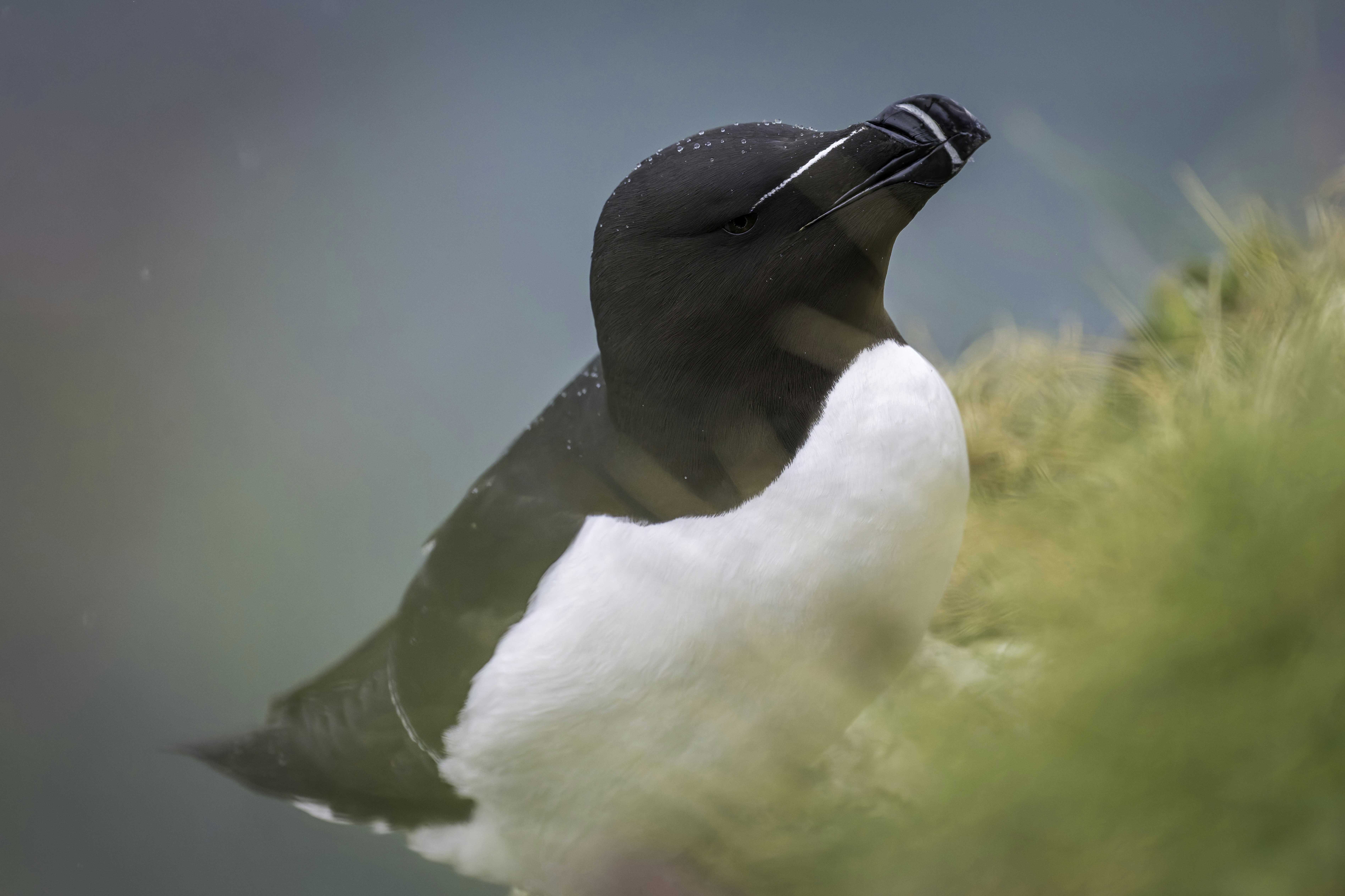Iced Crest: Auks Rest on Windward Grass