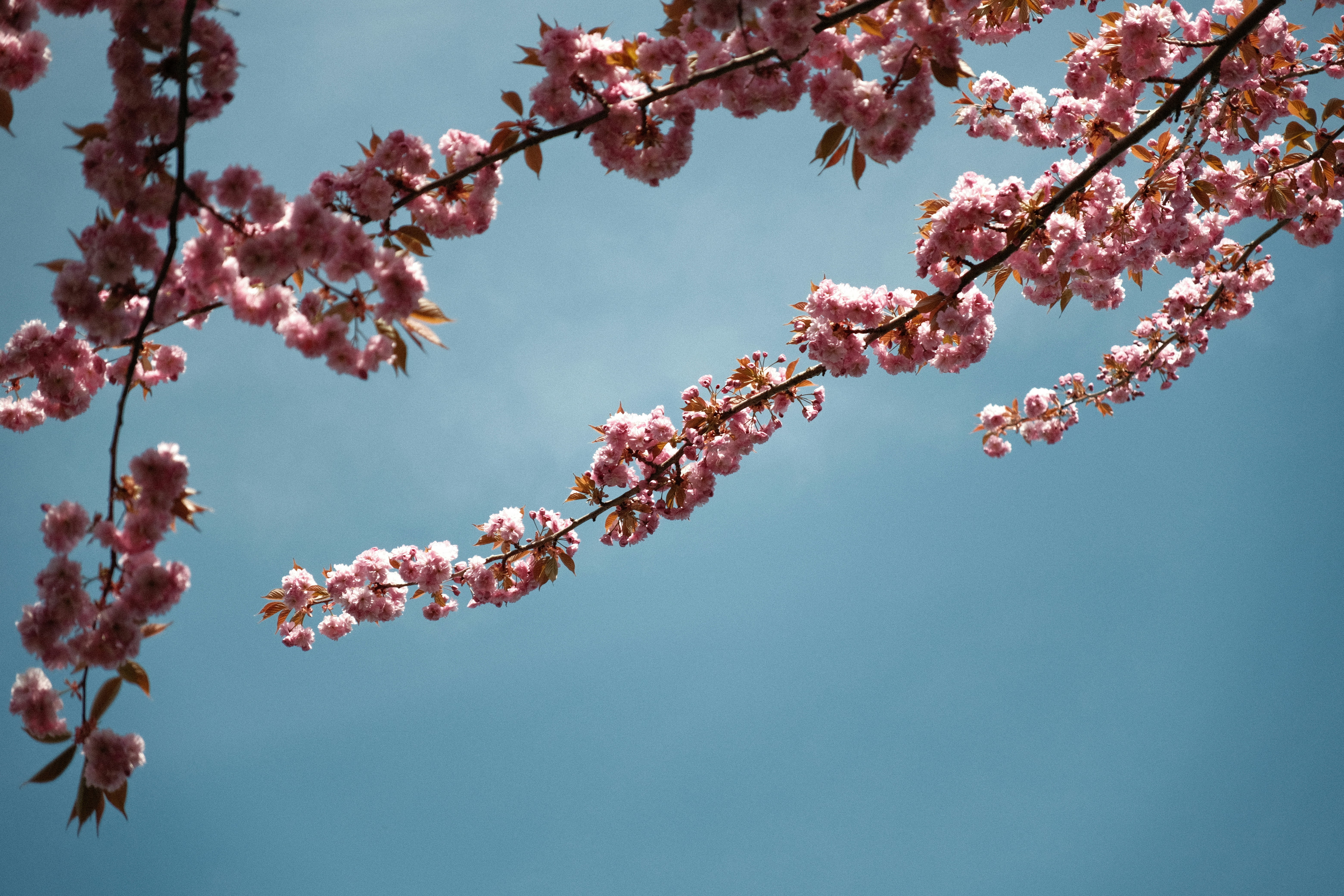 Delicate cherry blossom branches adorned with pink flowers against a clear blue sky.