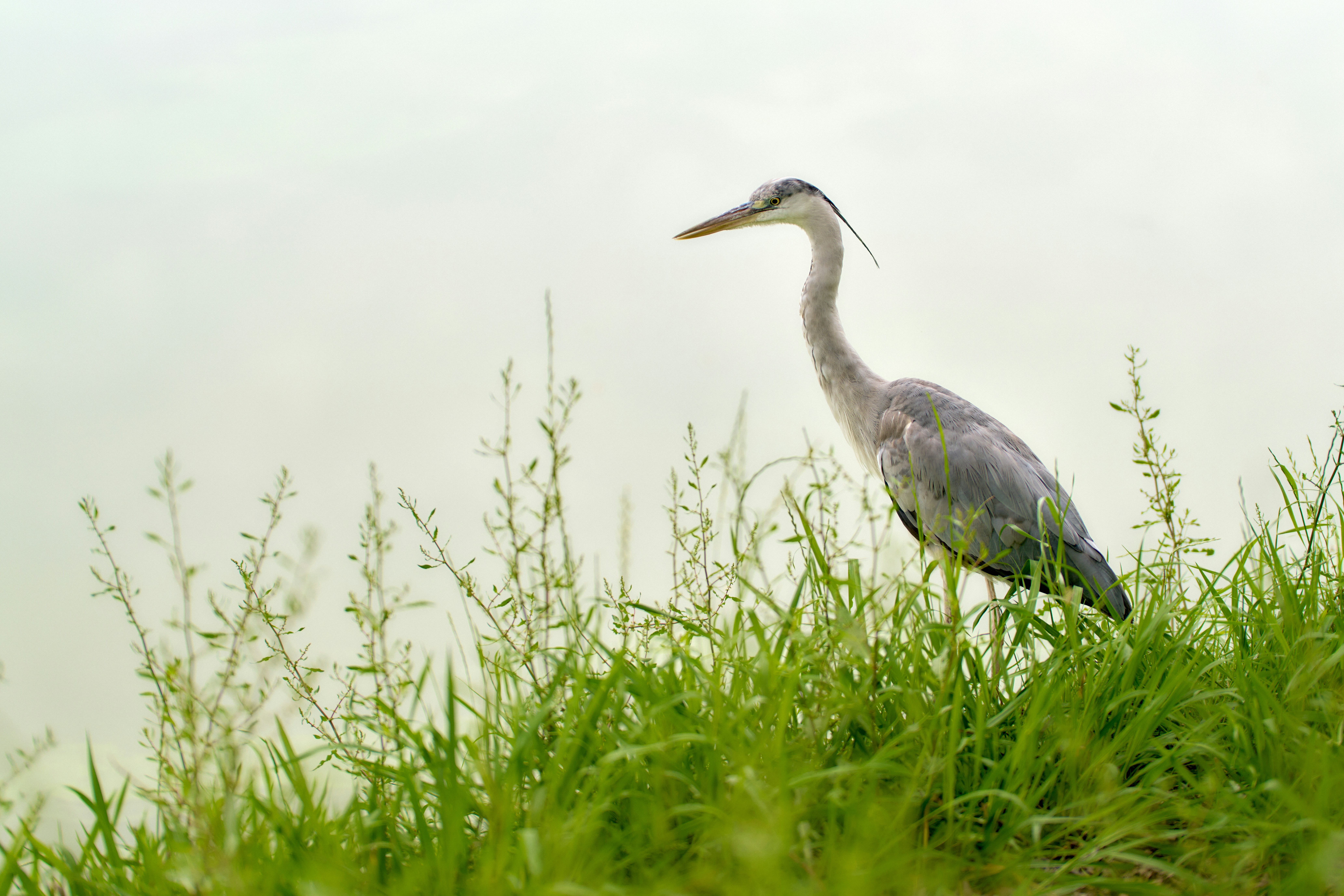 Graceful Watcher by the Water's Edge