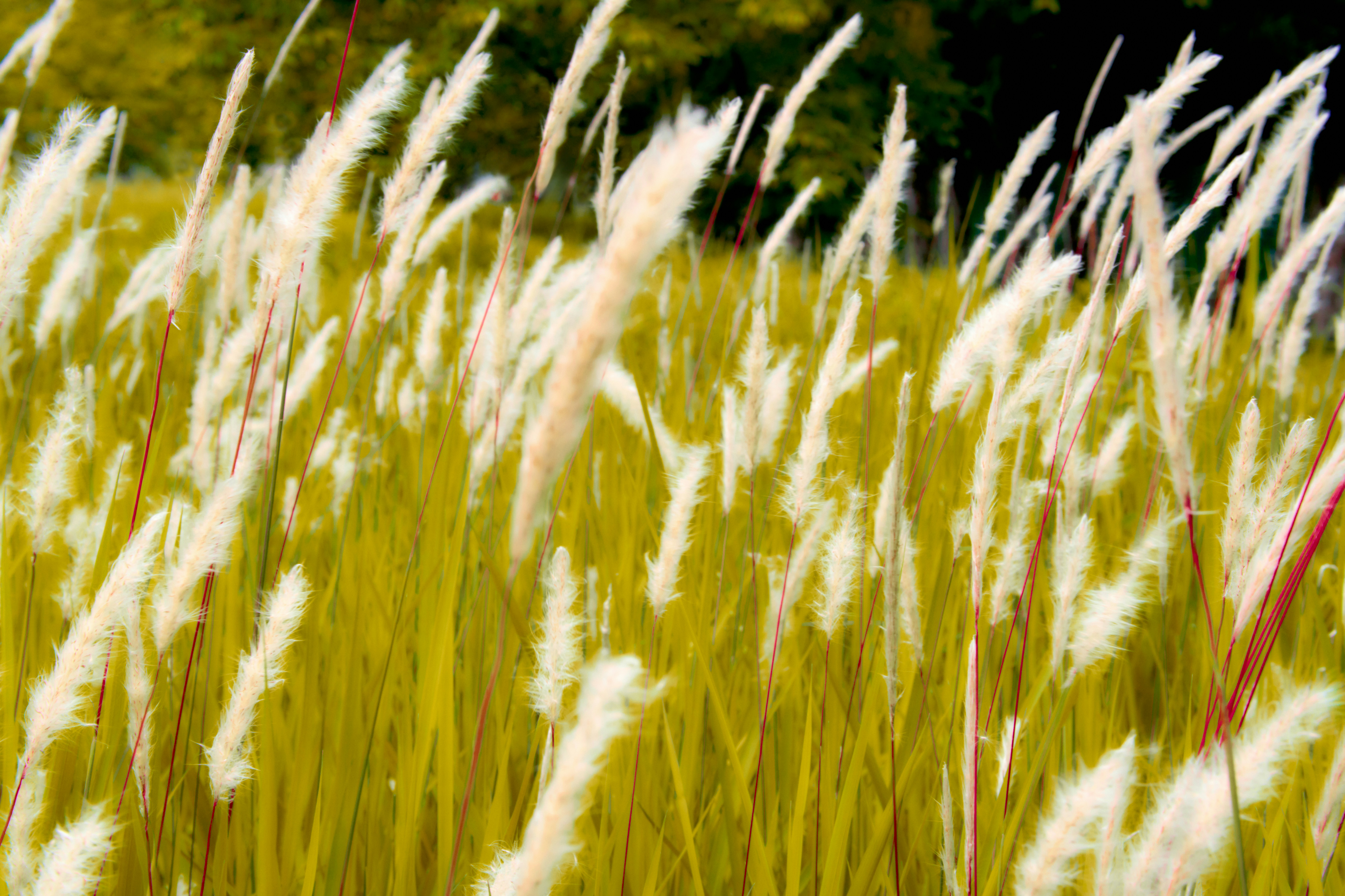 Fluffy grasses sway gently in the meadow. photo – Free Plant Image on ...