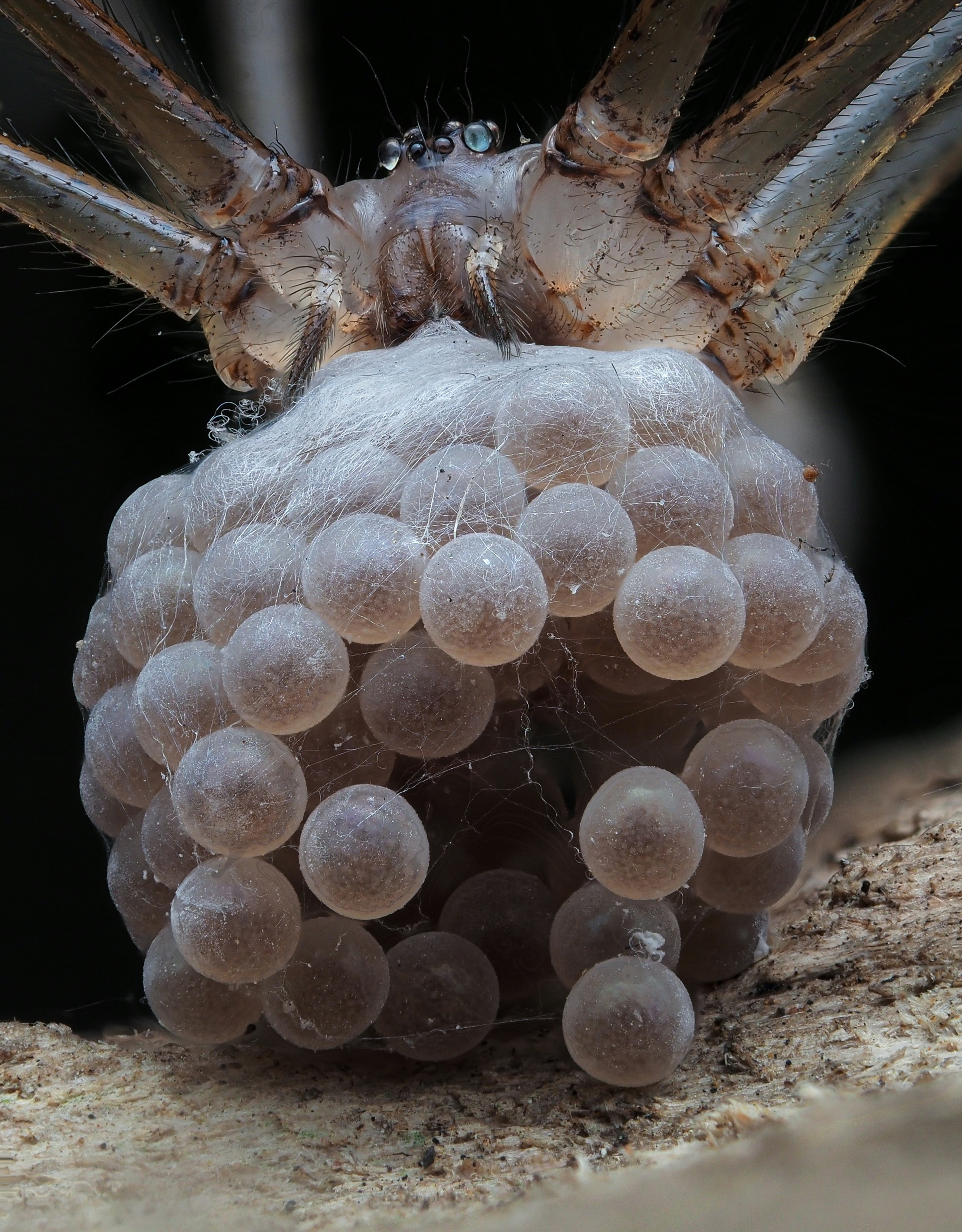 Daddy Long Leg Spider