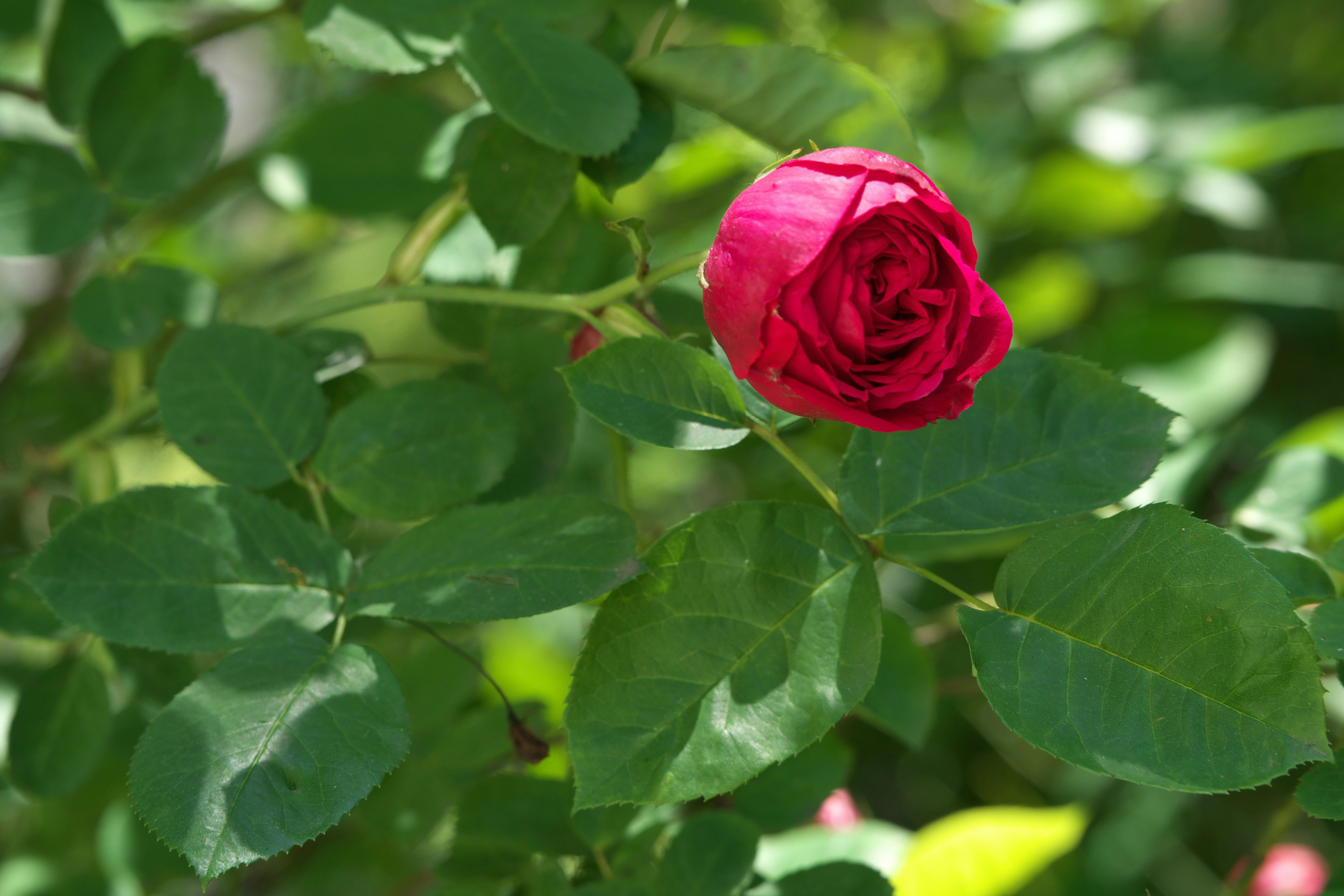 Crimson Rose Amid Emerald Leaves
