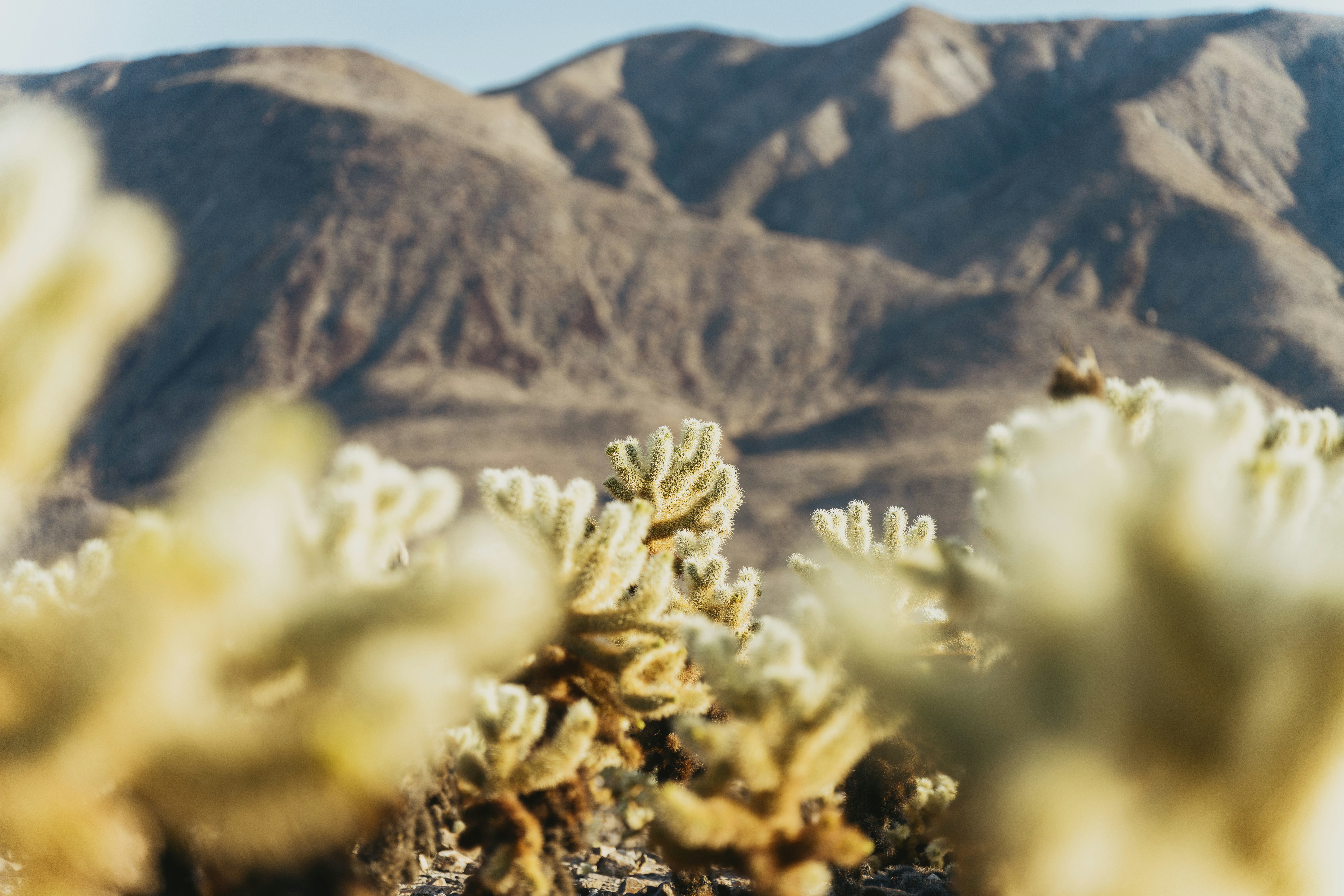 Cholla cacti in the foreground with a rugged mountain backdrop, showcasing the unique desert ecosystem. Soft focus highlights the textures of the cacti.