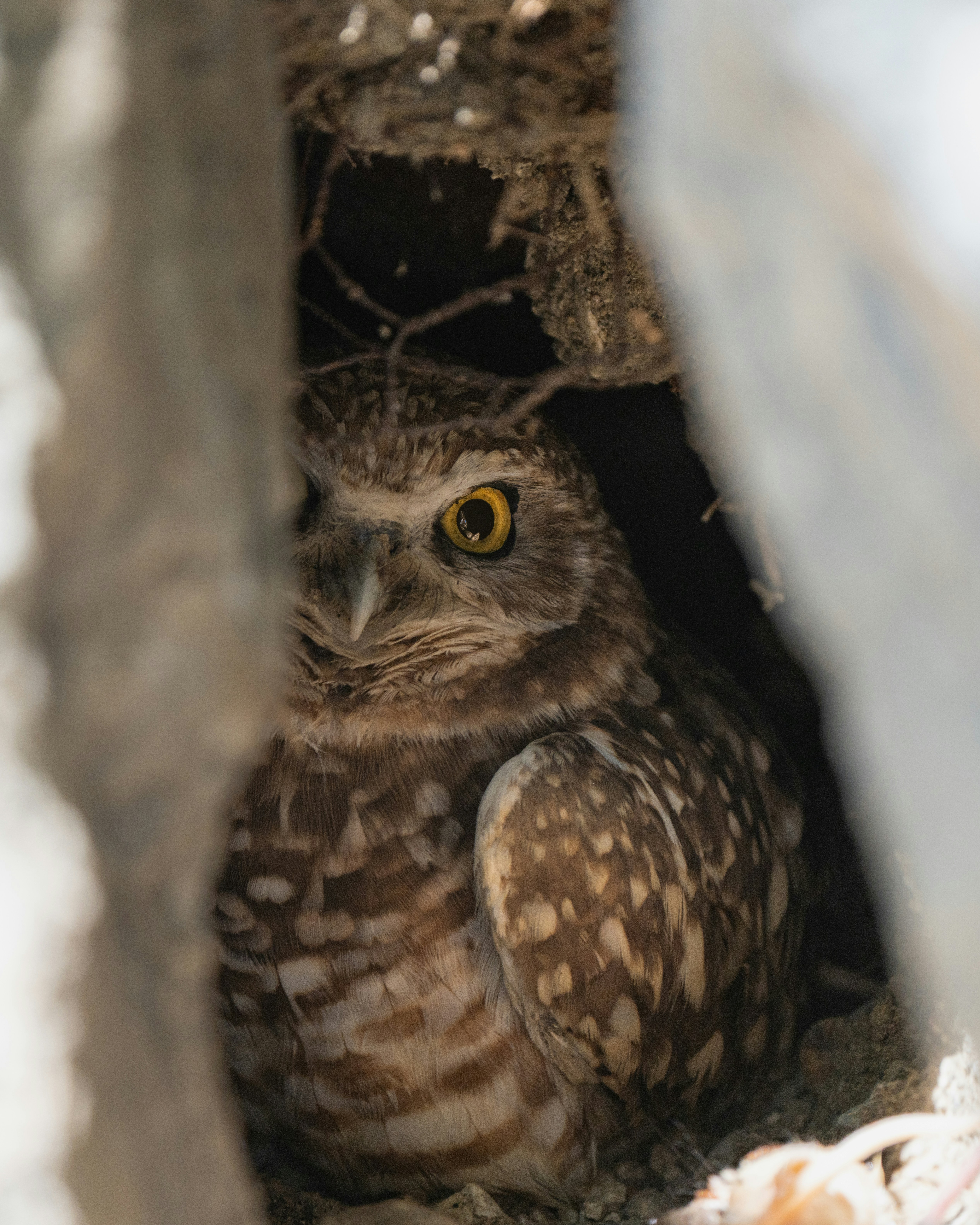 Burrowing owl | An owl peeks out from its dark burrow.