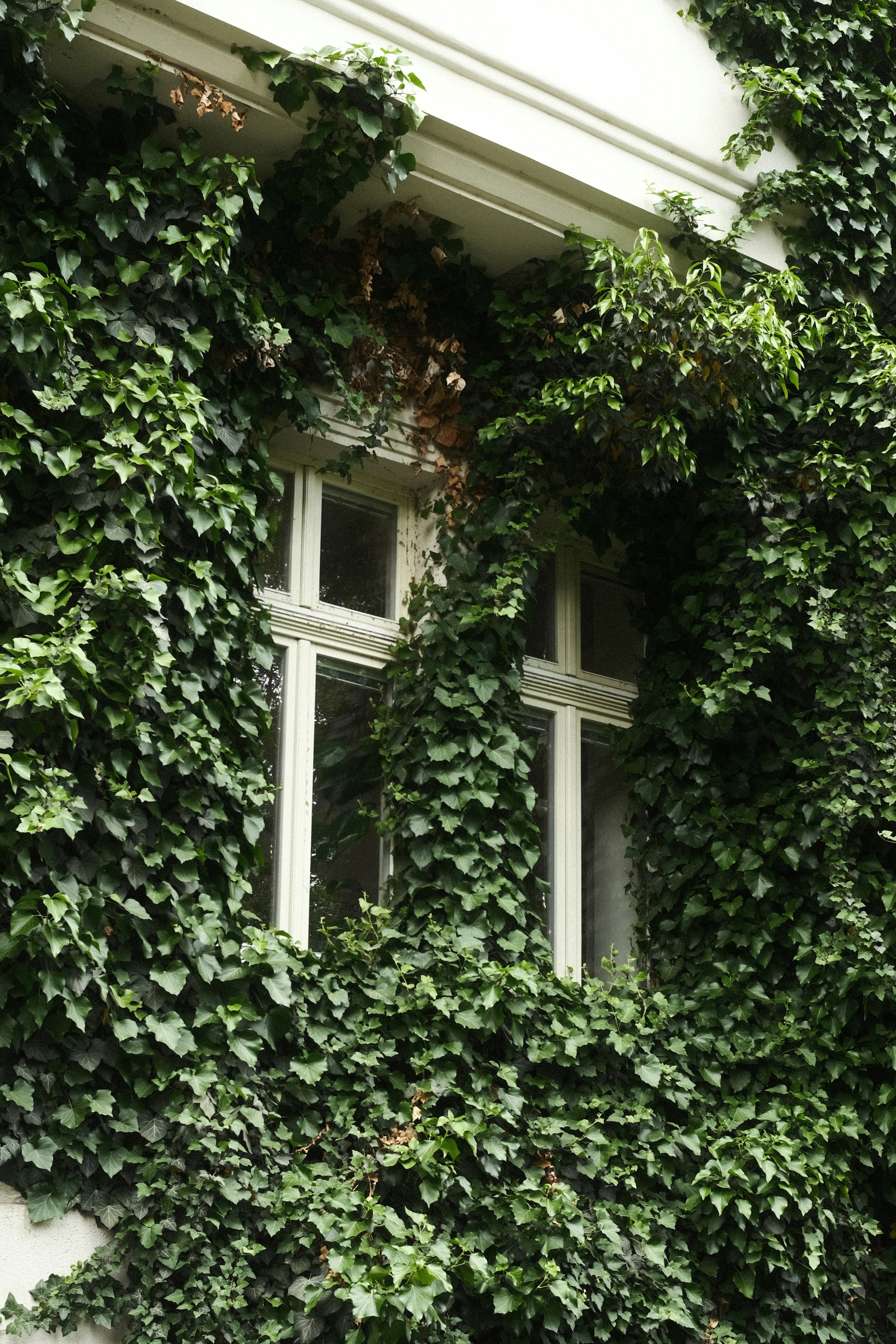 Lush green ivy climbs up the walls surrounding a quaint window, creating a serene atmosphere. Sunlight filters through leaves, highlighting the beauty of nature in an urban setting. | Ivy covers the window and building.