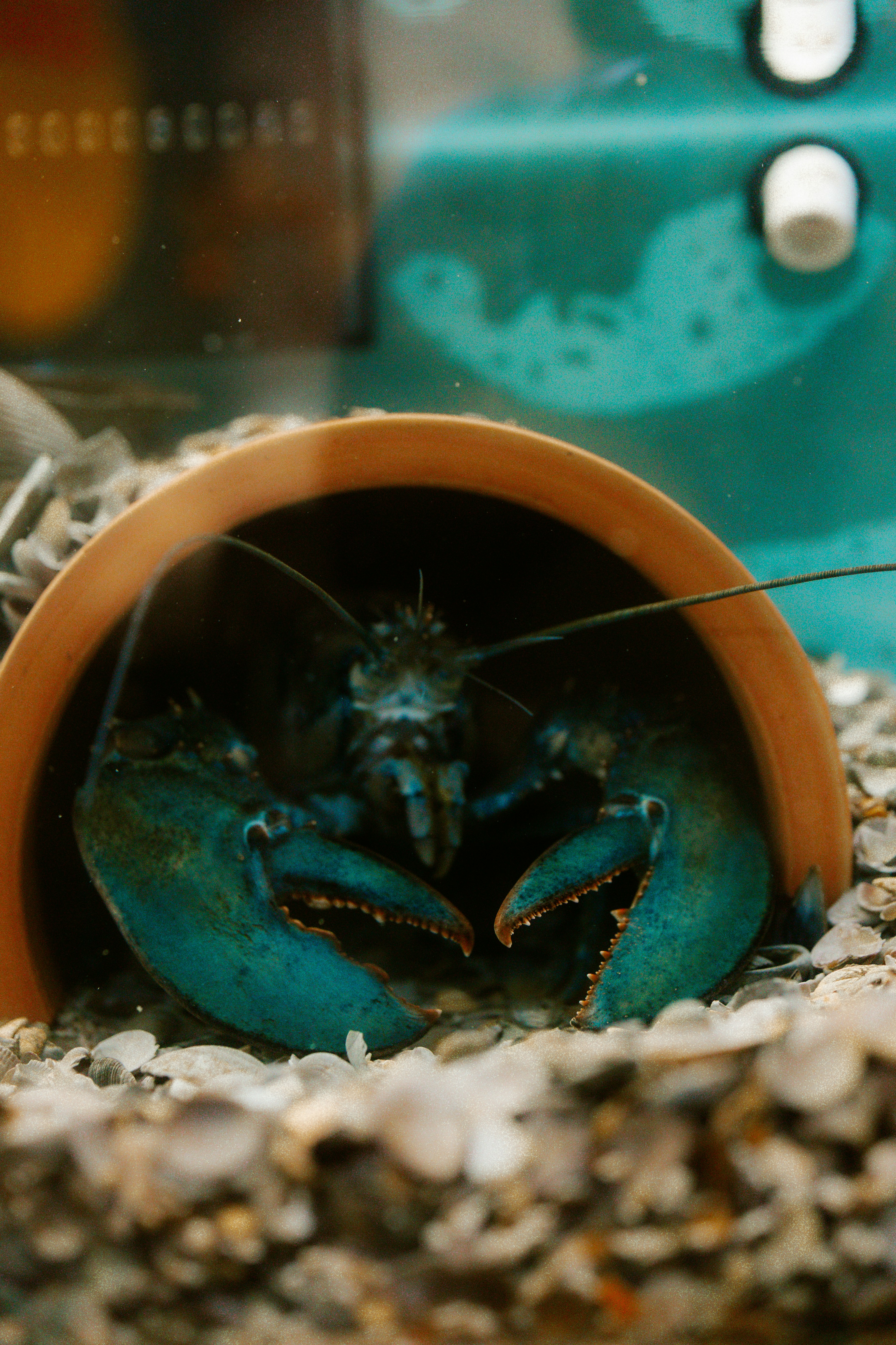 Undersea Hideaway: A Lobster's Sanctuary