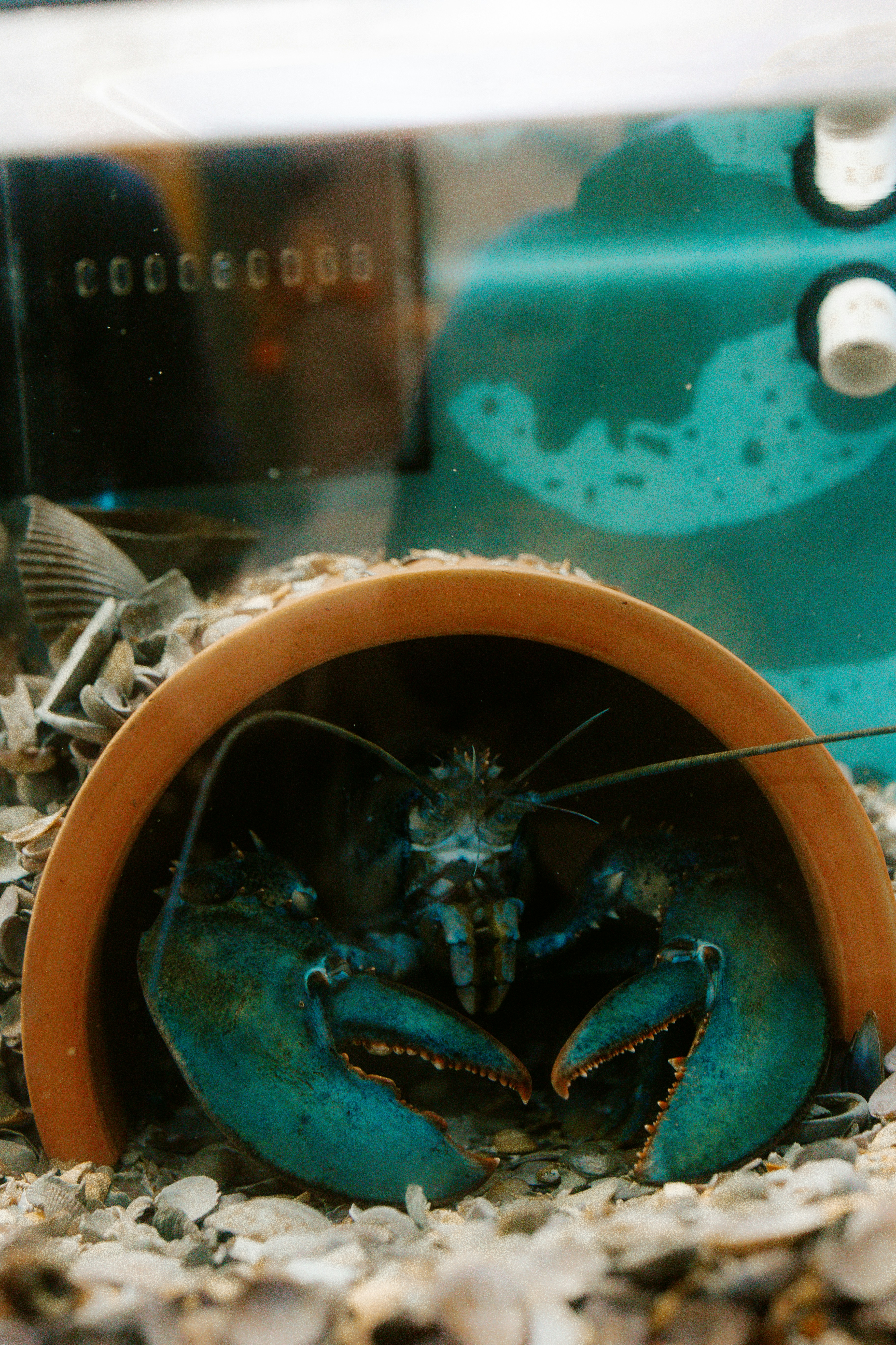 Cobalt Crayfish in a Terracotta Den