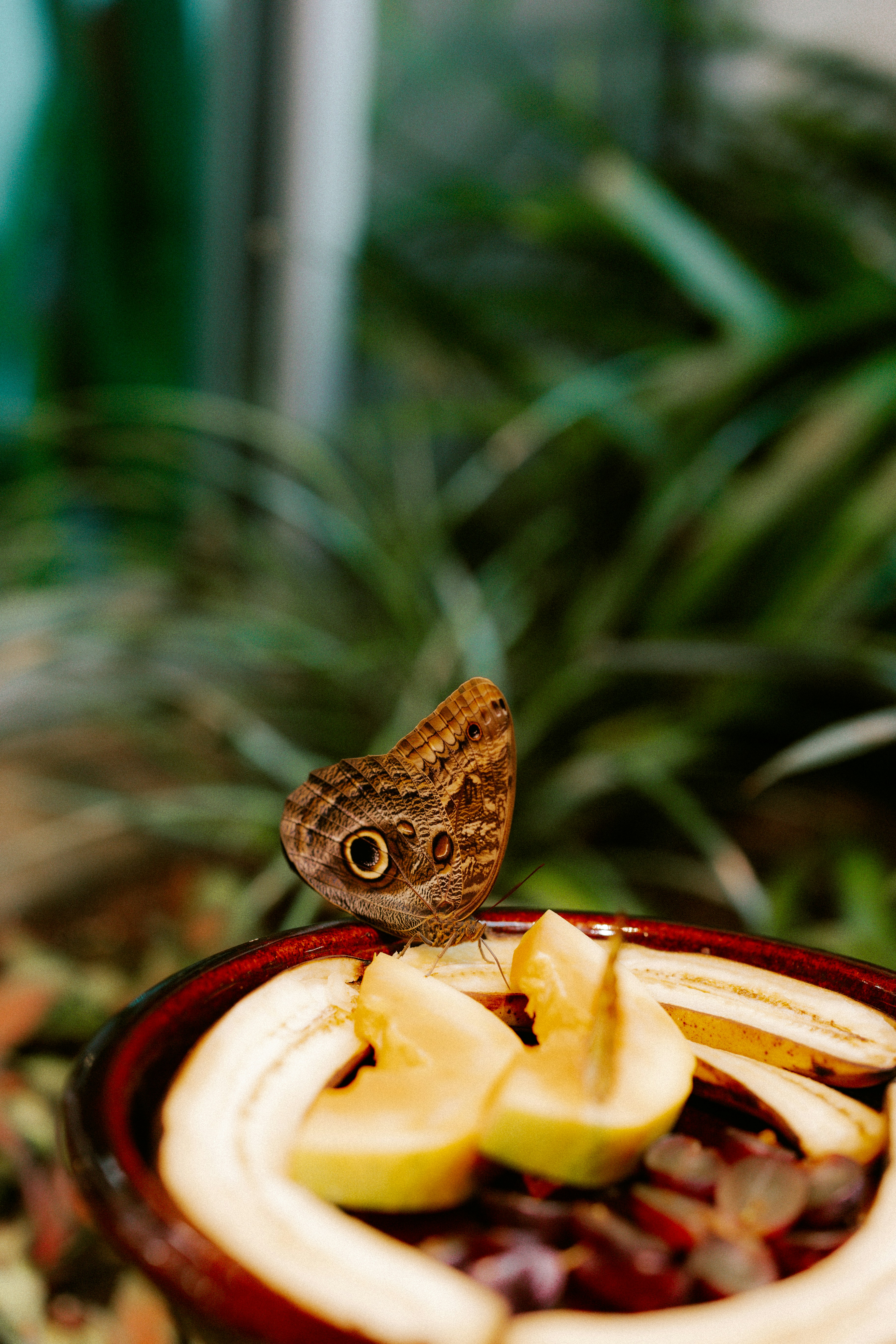 Eye-Spotted Butterfly on Banana Slices: A Quiet Moment Among Greenery