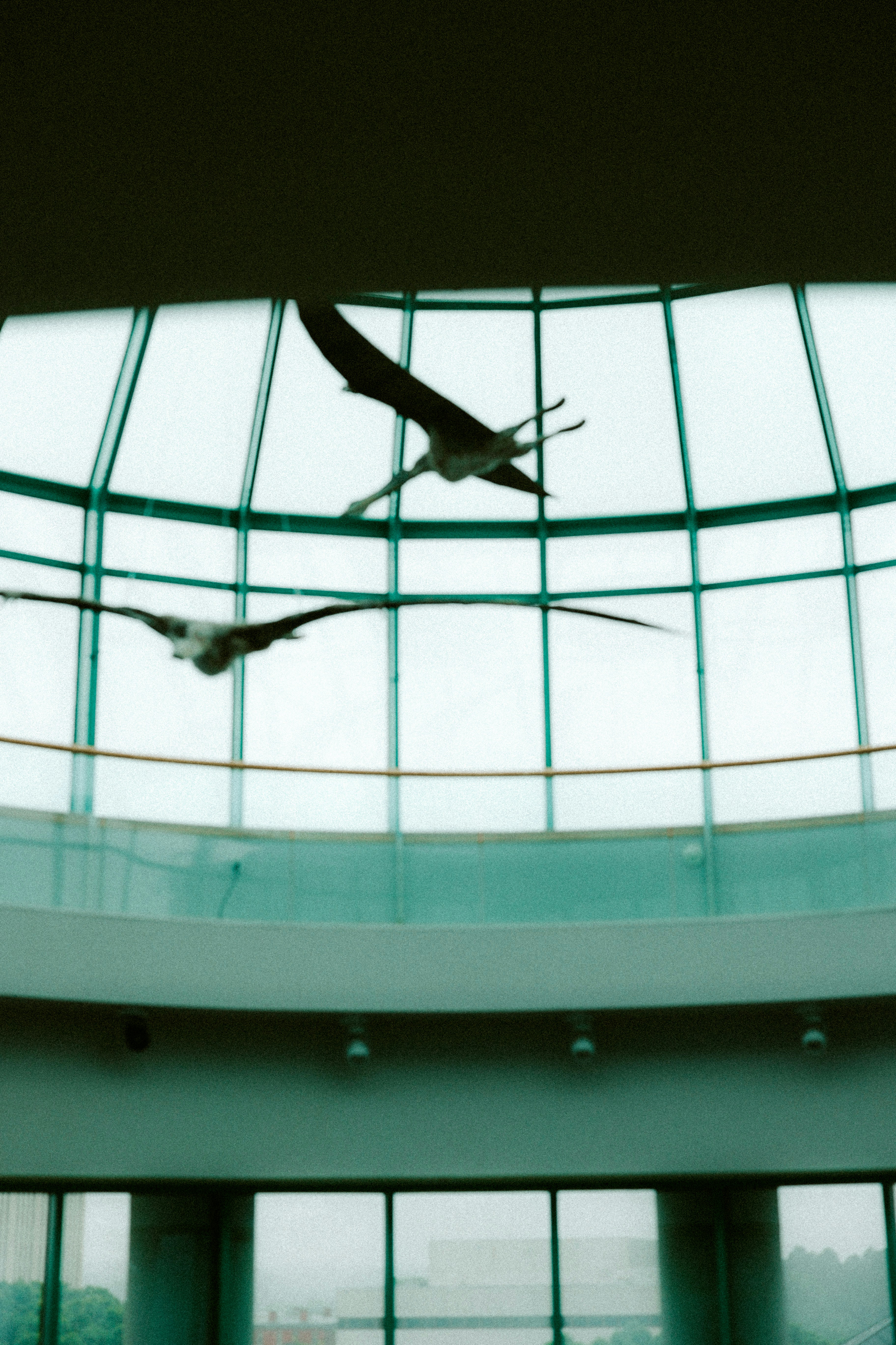 Wingbeats Above the Teal Glass Atrium
