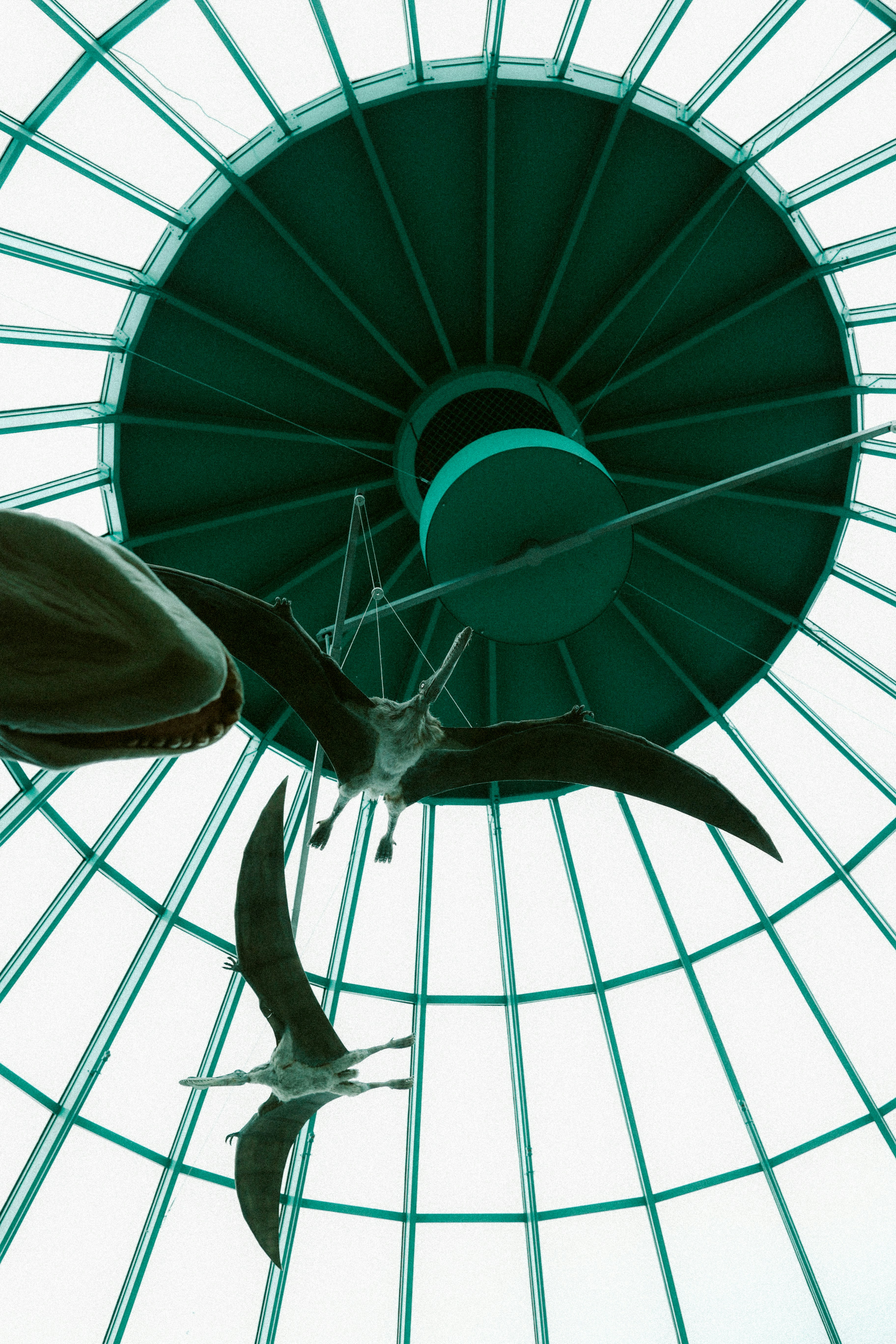 Circles, Wings, and Glass: Seagulls Under the Dome