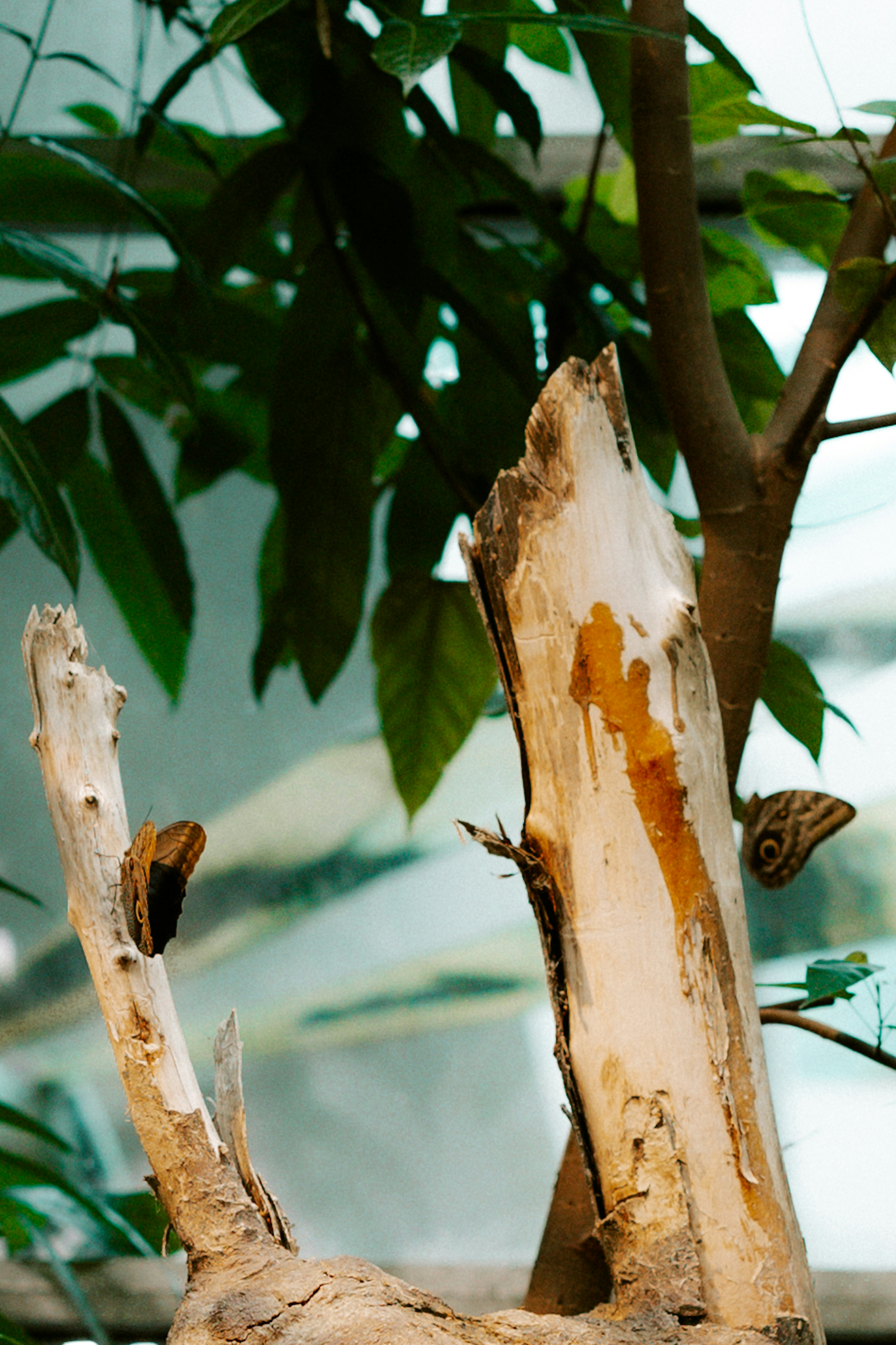Peeling Wood and Butterflies: Nature’s Quiet Breakthrough