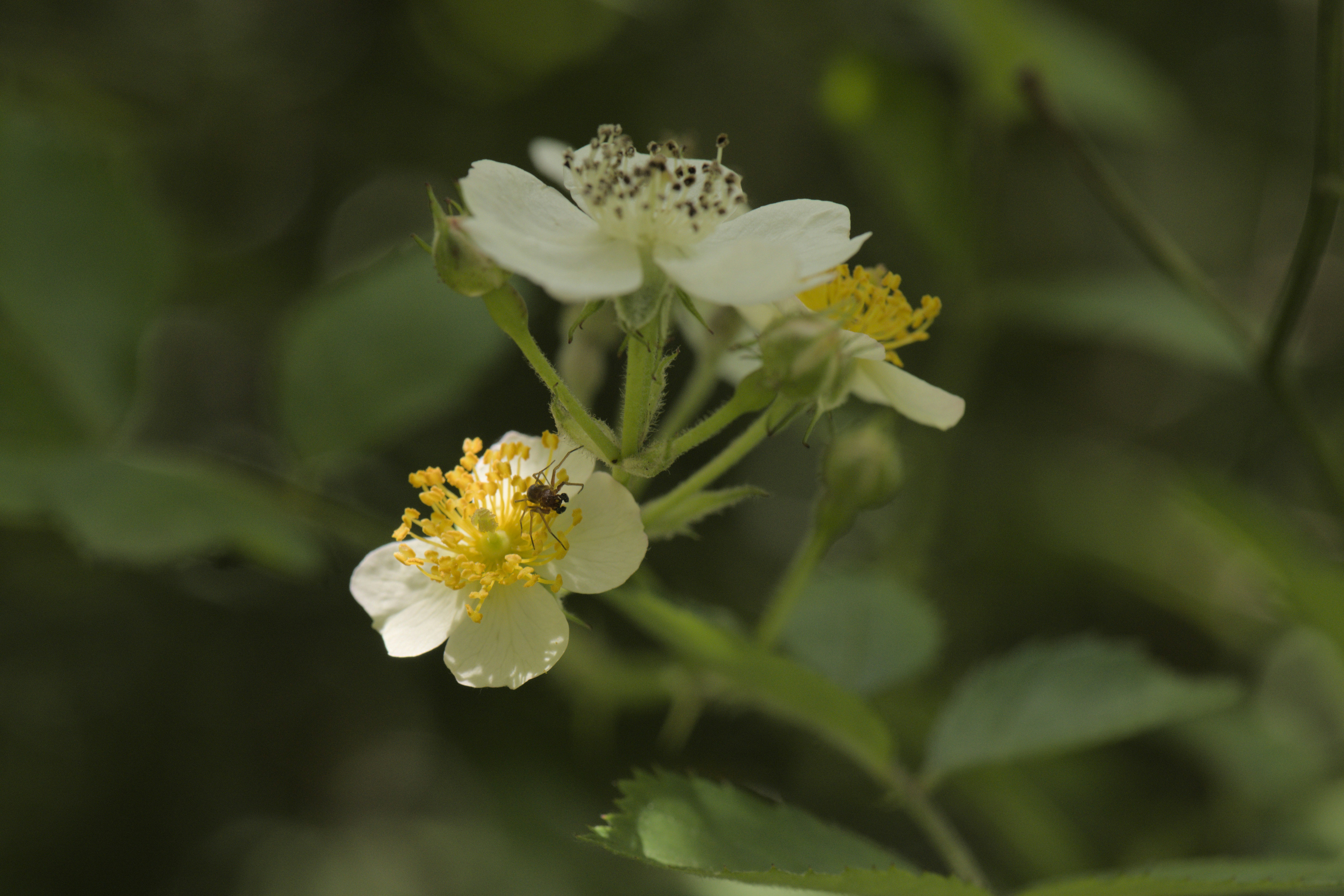 Whispering White Blossoms: an Ant's Pause in Dappled Green