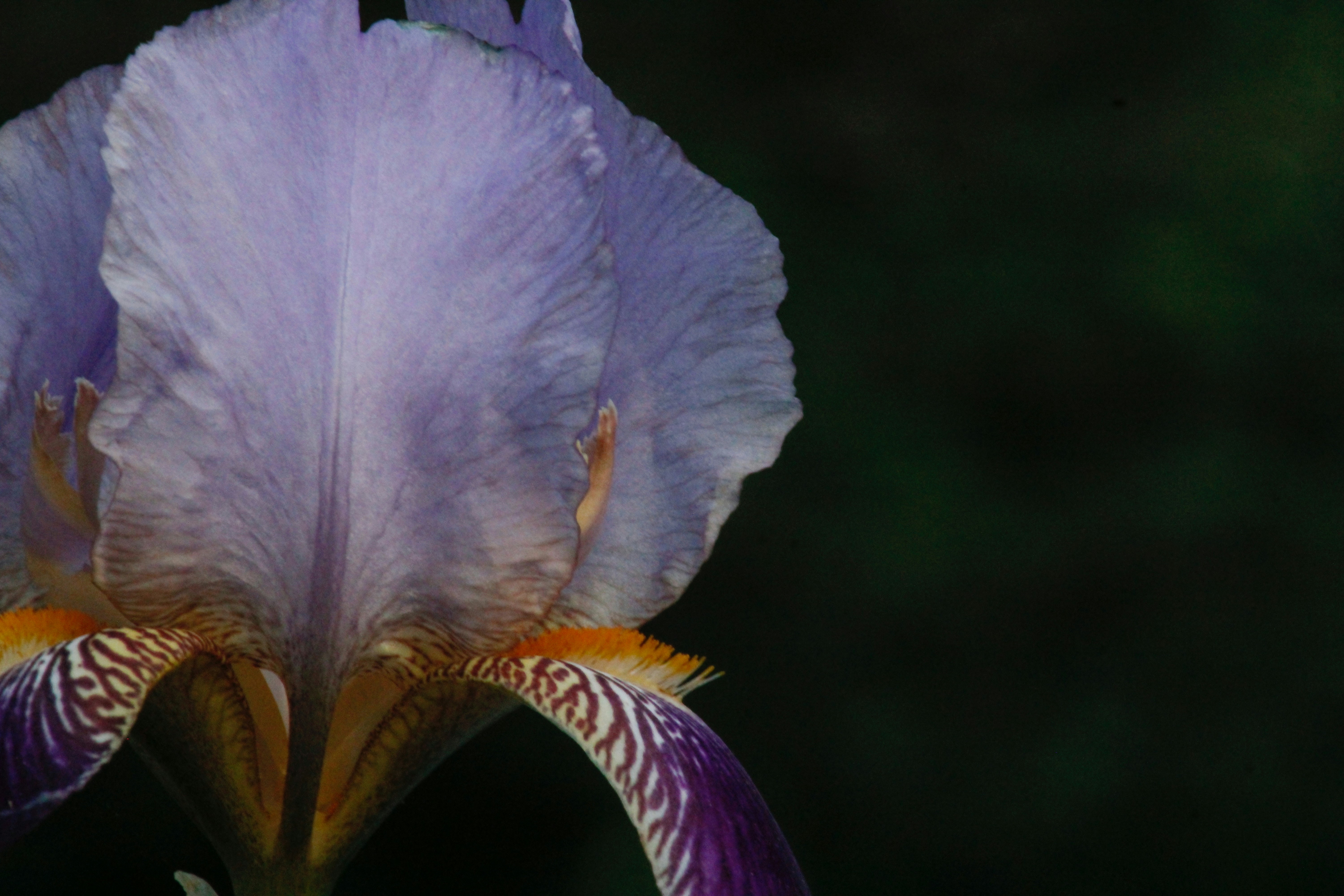 Velvet Violet: a close-up iris emerging from shadow