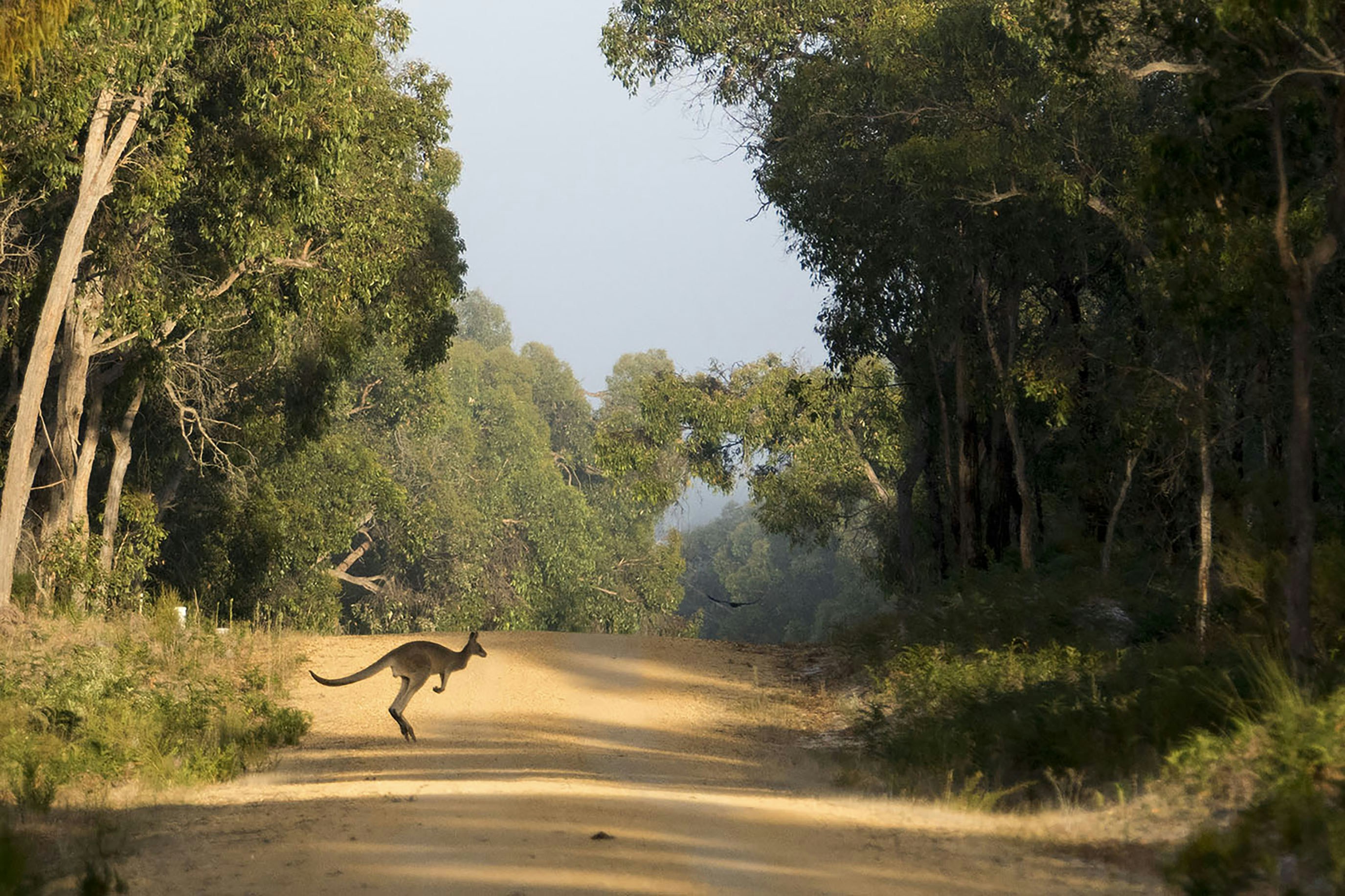 Sunlit Trail Interlude: a lone deer strides across a forest road