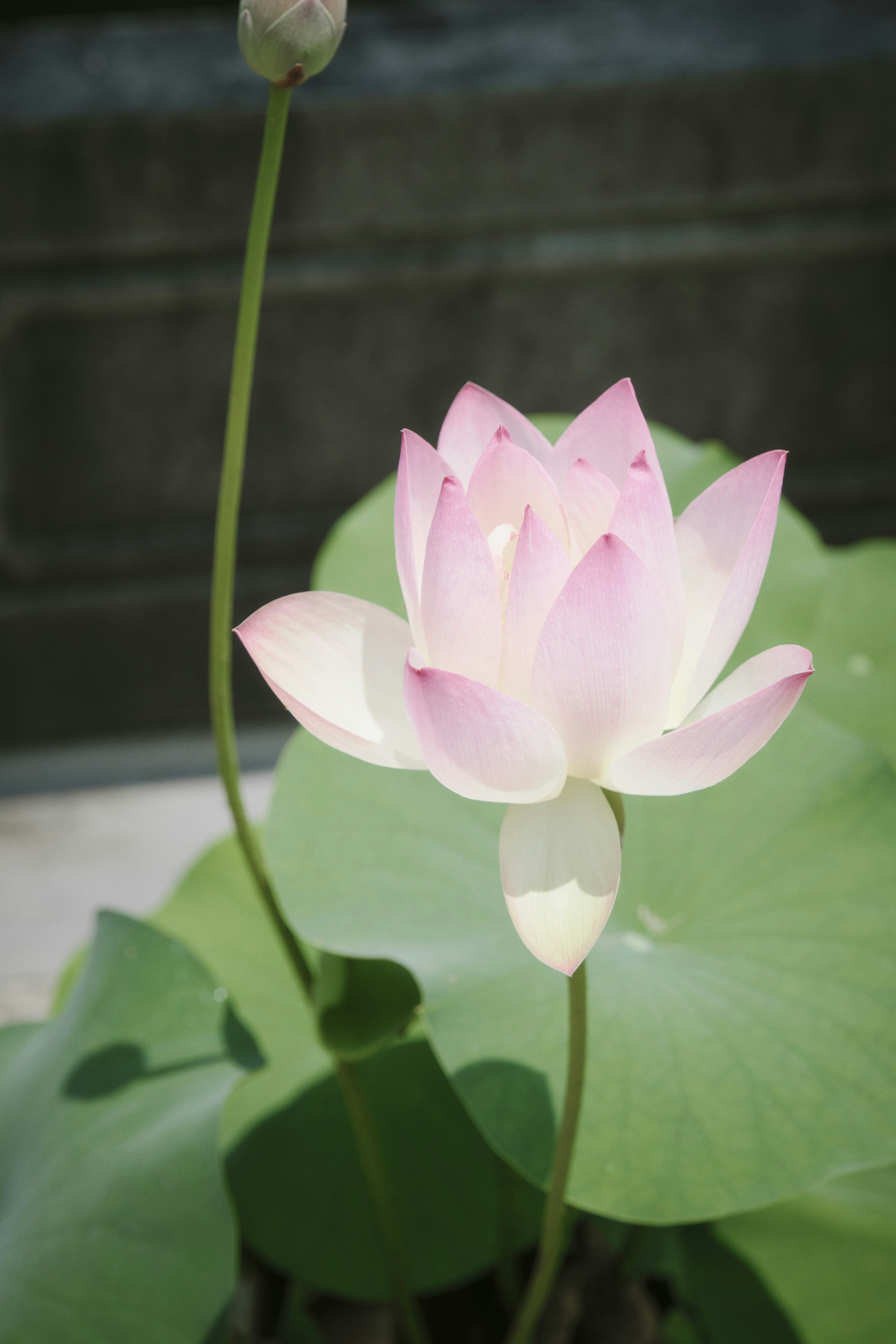 Blossom in Soft Focus: Pink Lotus Reaching Above Green Pads