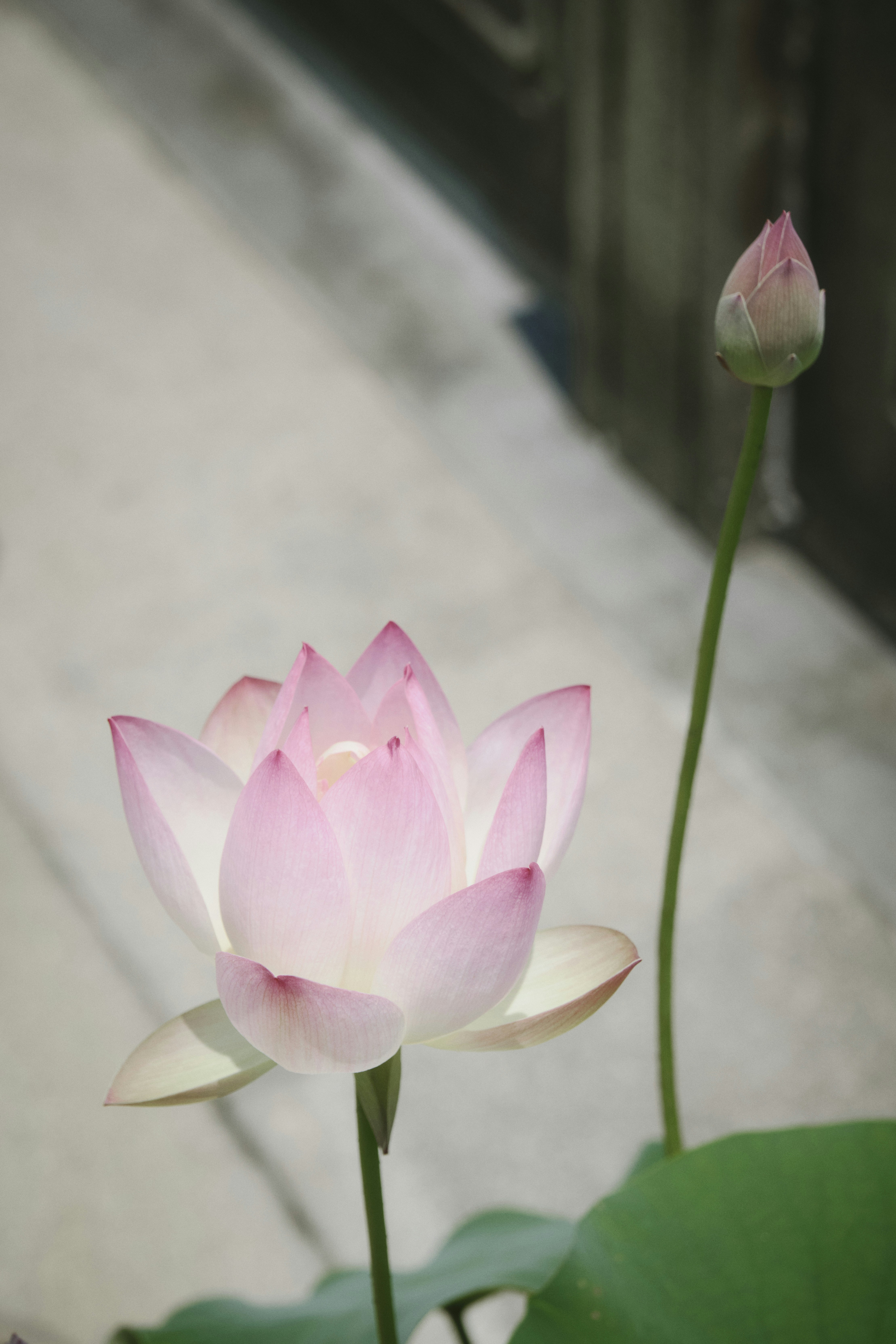 Pastel Lotus Bloom at the Edge of a Stone Path