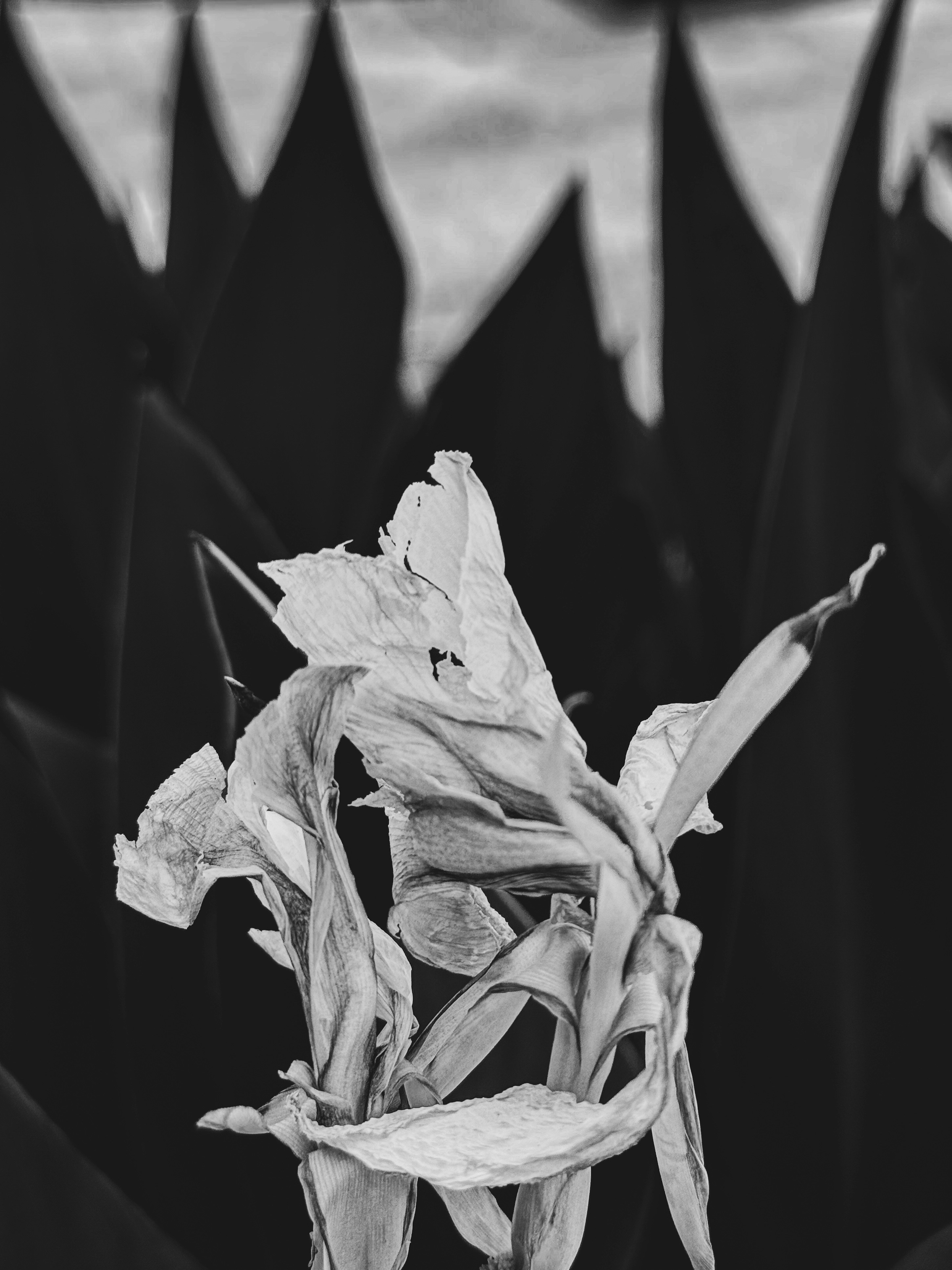 Whispers of Nature: A Monochrome Bloom