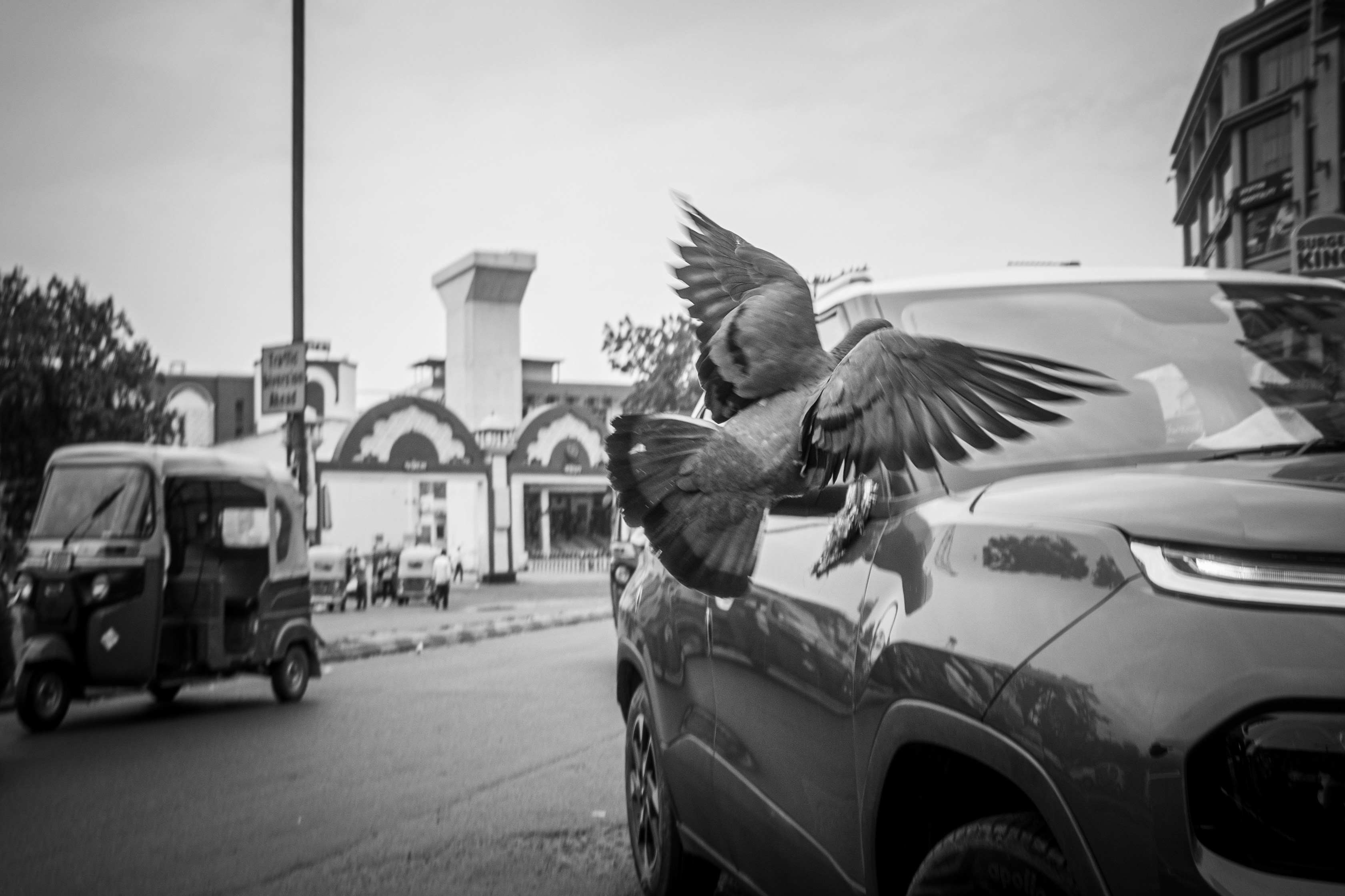 Wingbeat Over Chrome: A Pigeon in Flight on a Congested Street