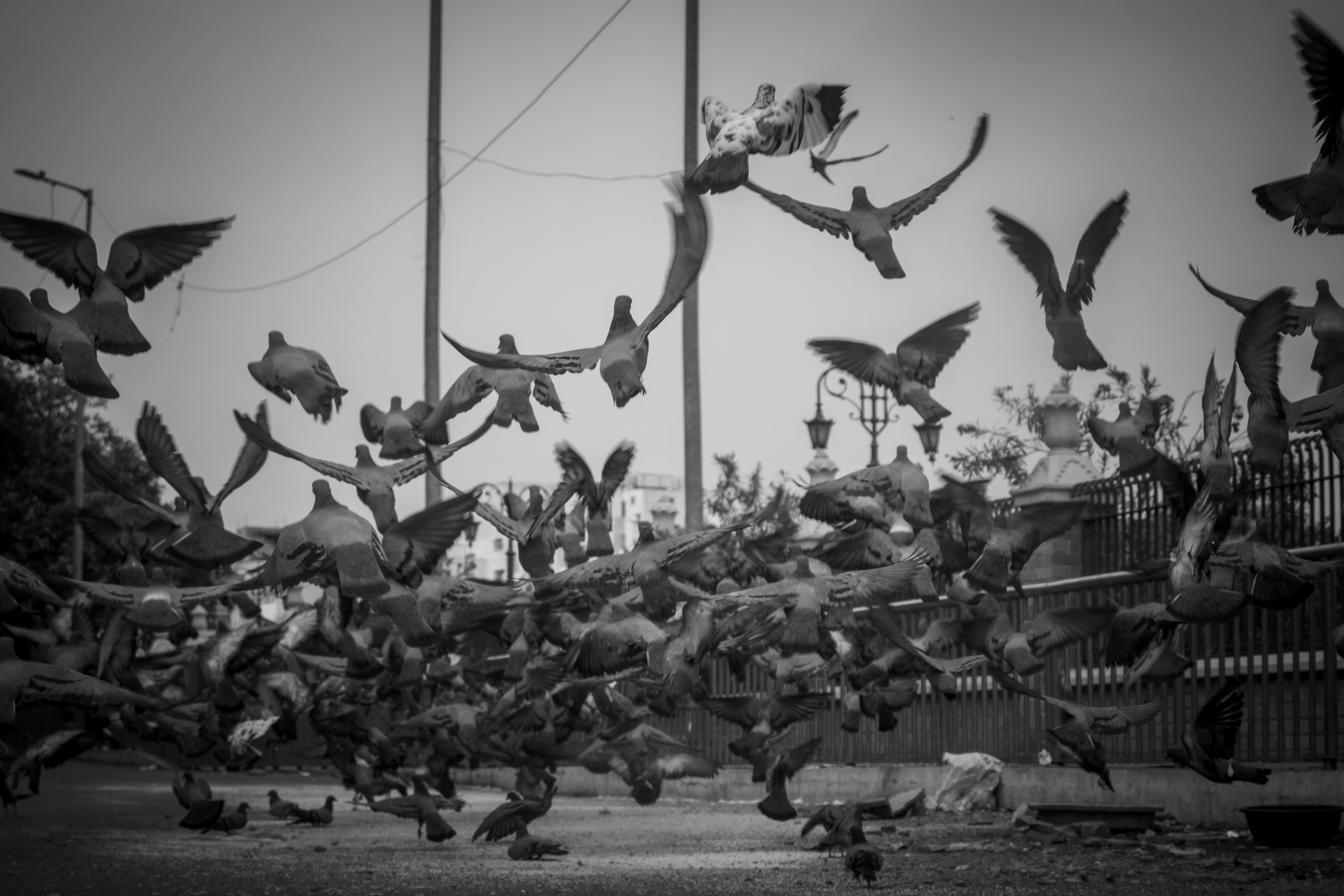 A flurry of pigeons takes flight in an urban setting, creating a dynamic scene filled with motion. The monochromatic palette adds a timeless quality to the moment.
