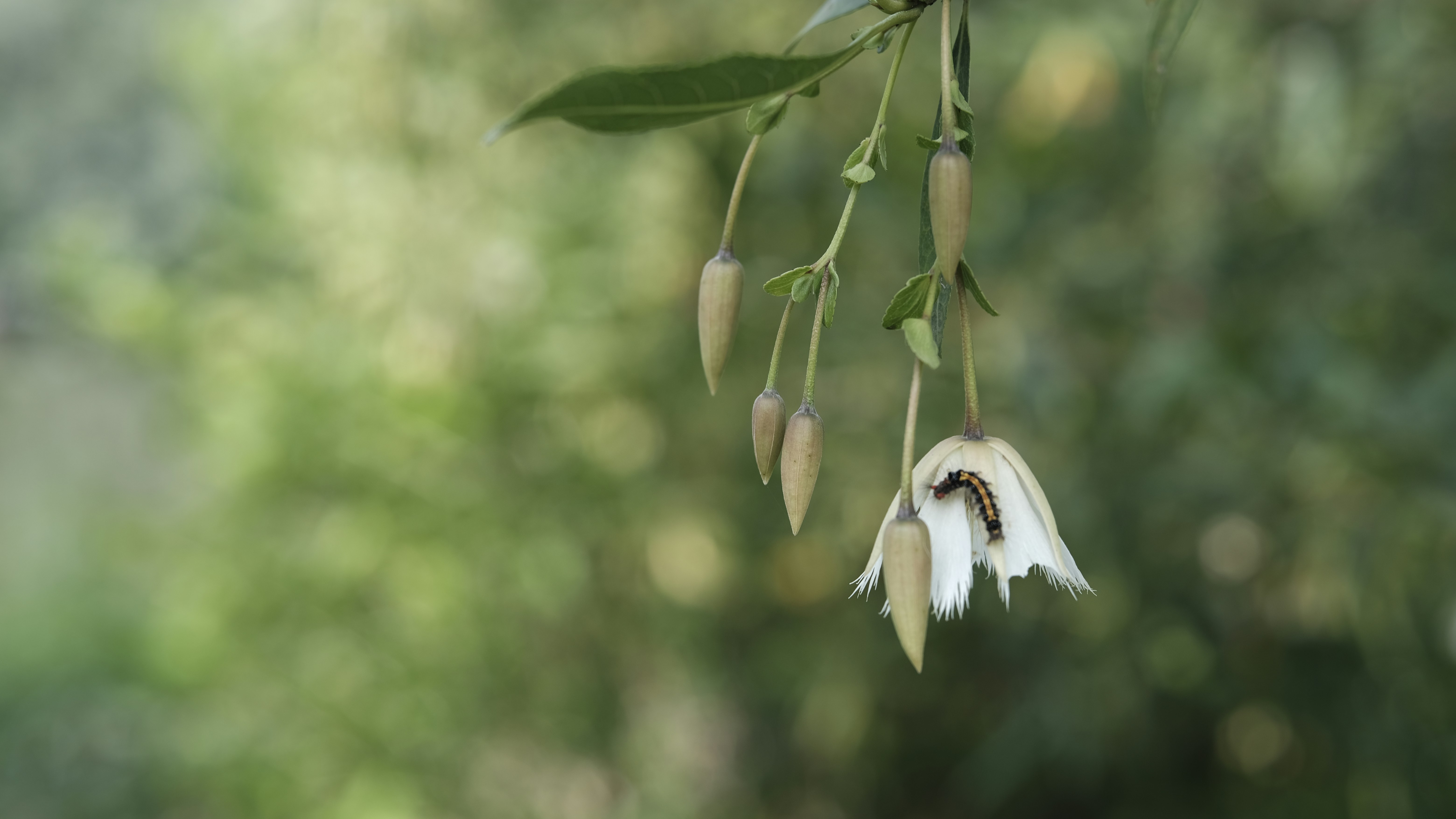 Pendant Bloom Drifting Through Green Bokeh