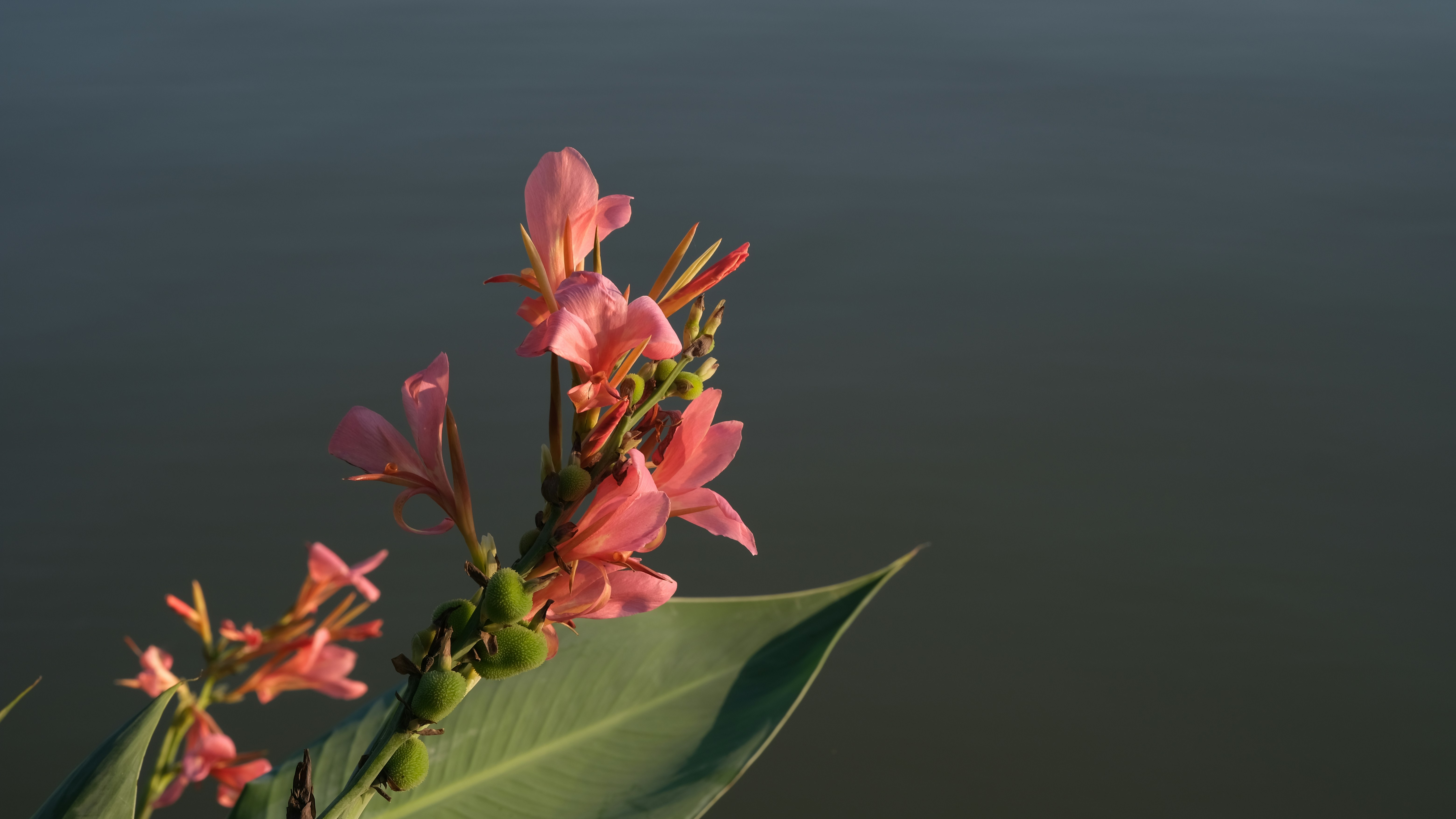 Pink Bougainvillea on a Quiet Lake Backdrop