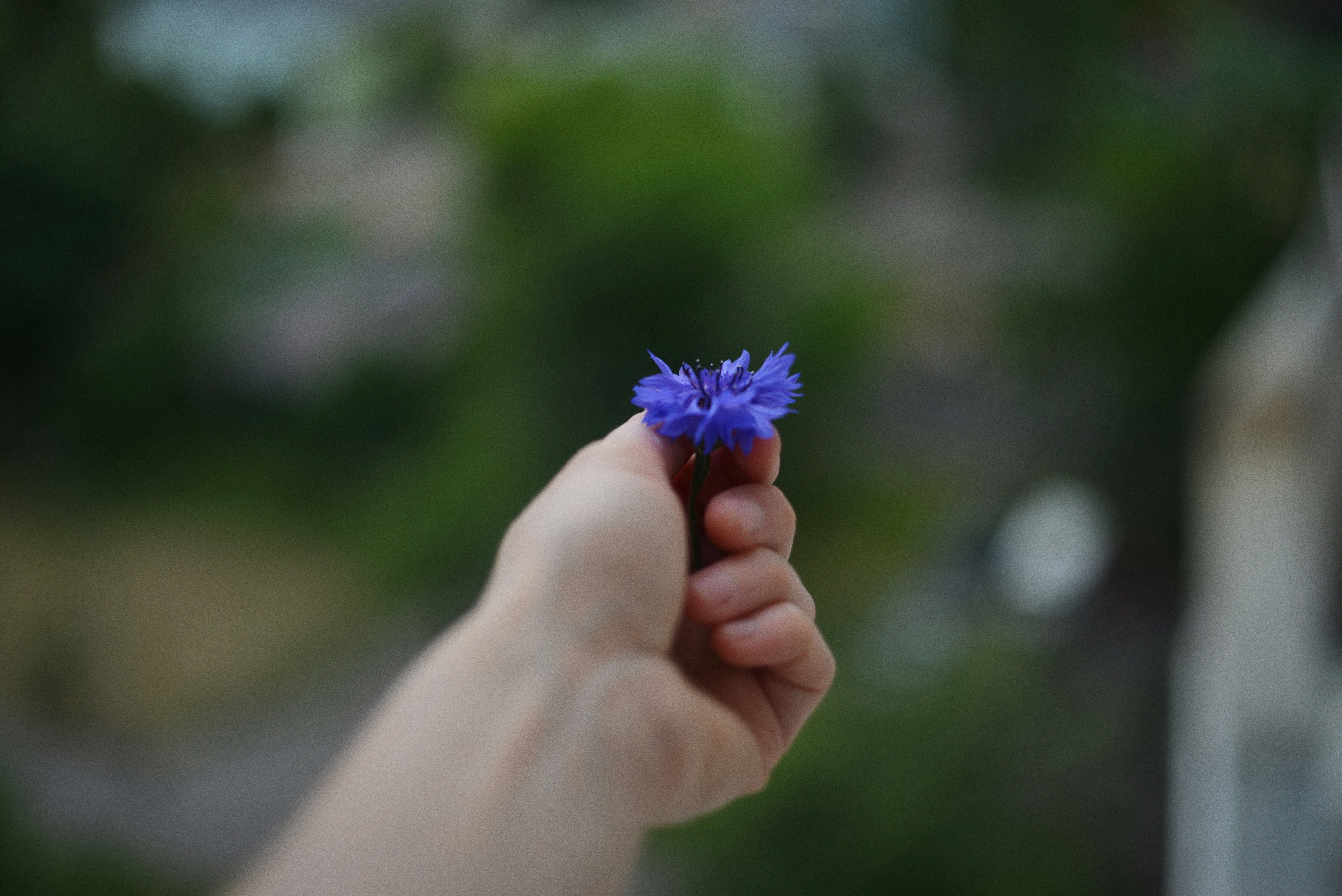 Azure Bloom in Hand: a precise focal moment against a dreamlike garden blur