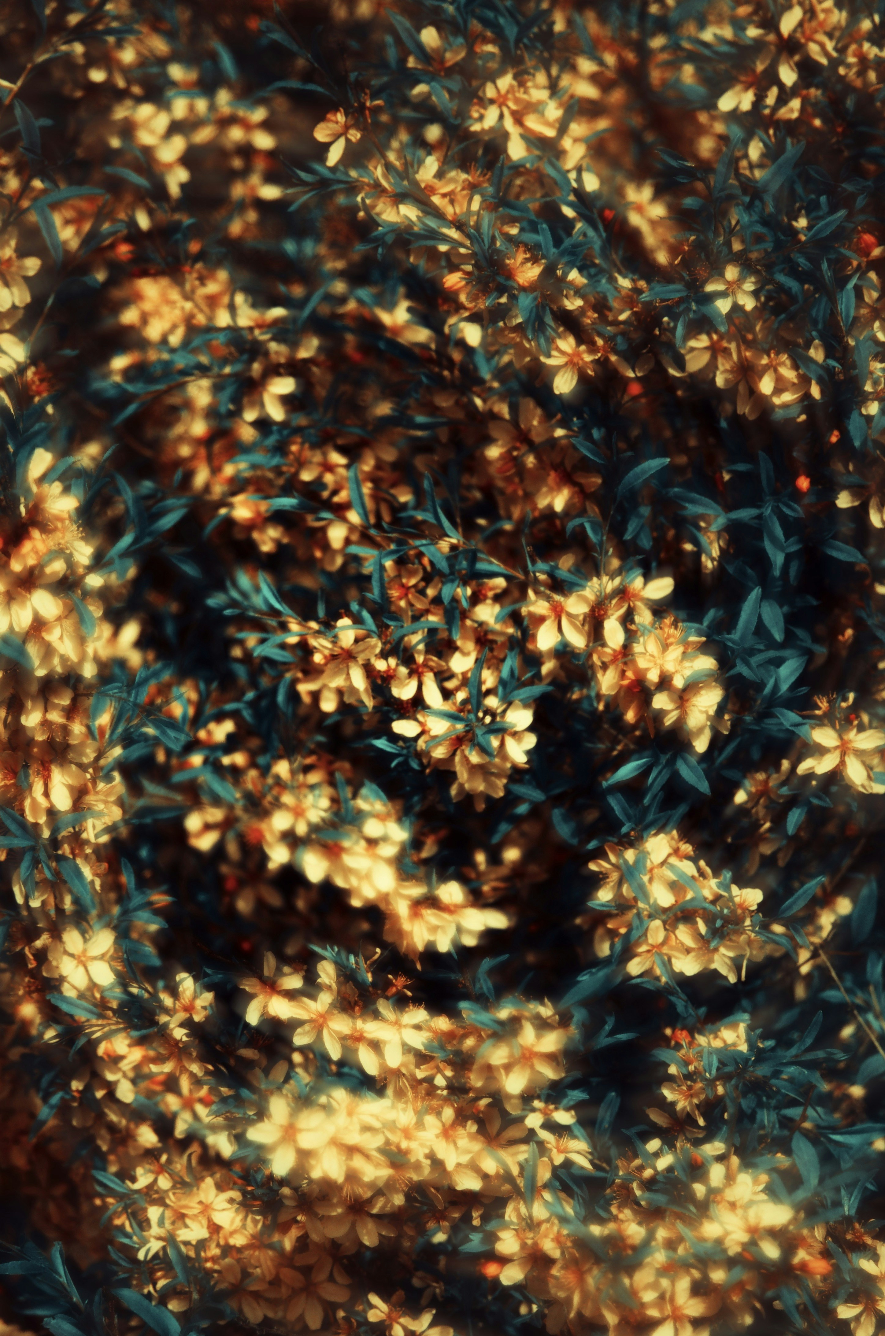 Whispers of a Floral Dreamscape