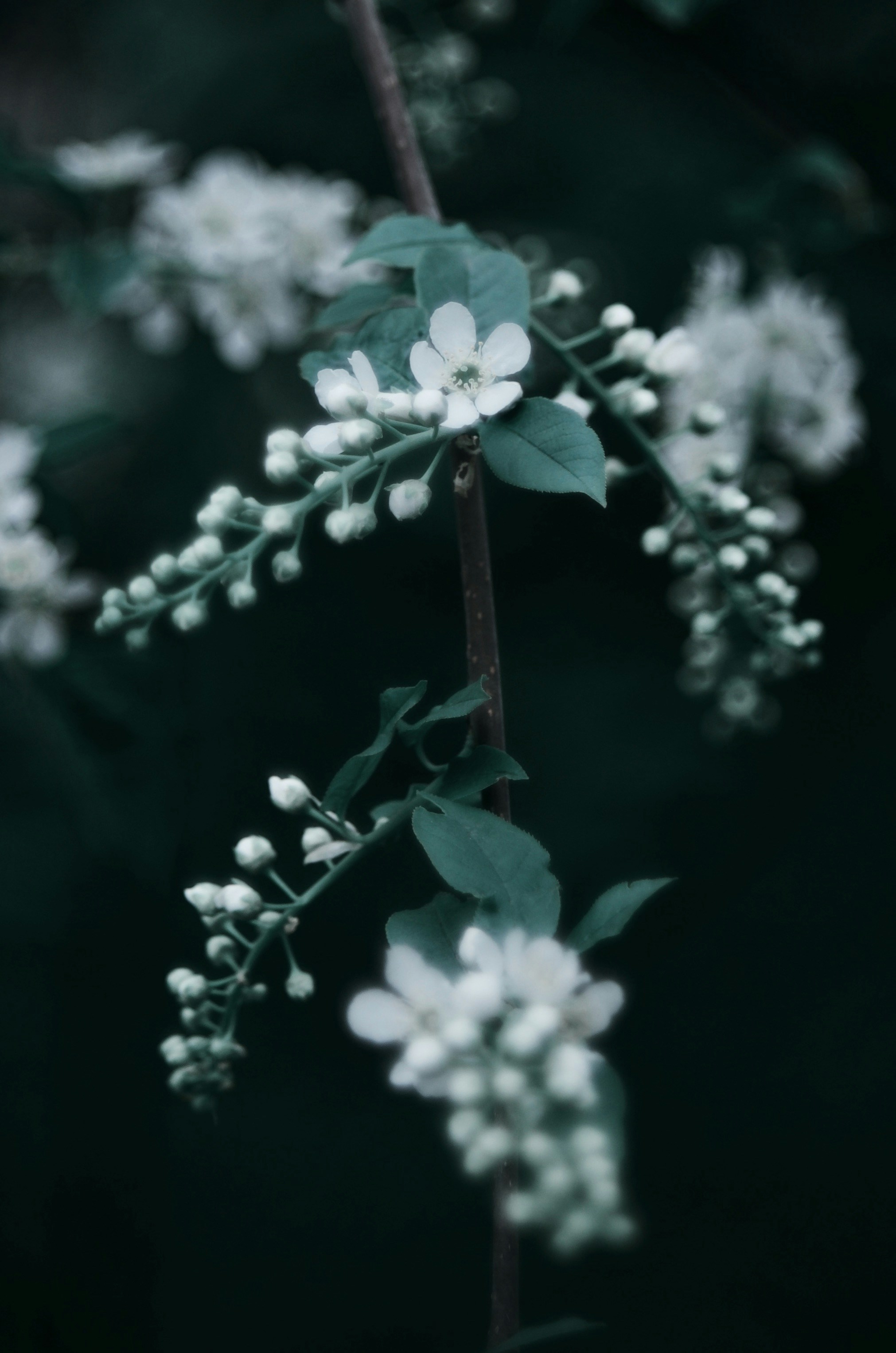 Whispers of Spring: A Floral Serenade