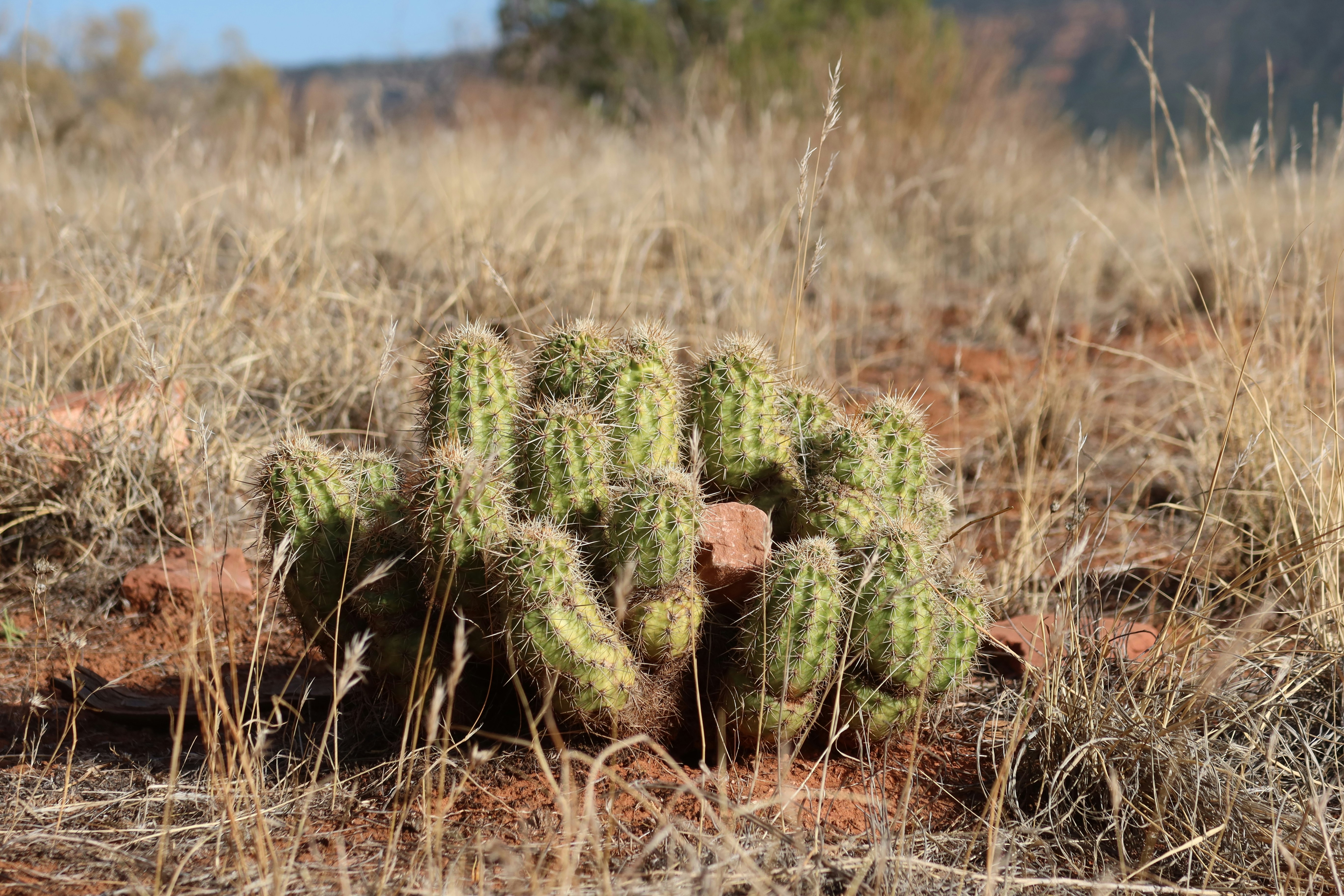 Desert Resilience: The Cactus Cluster
