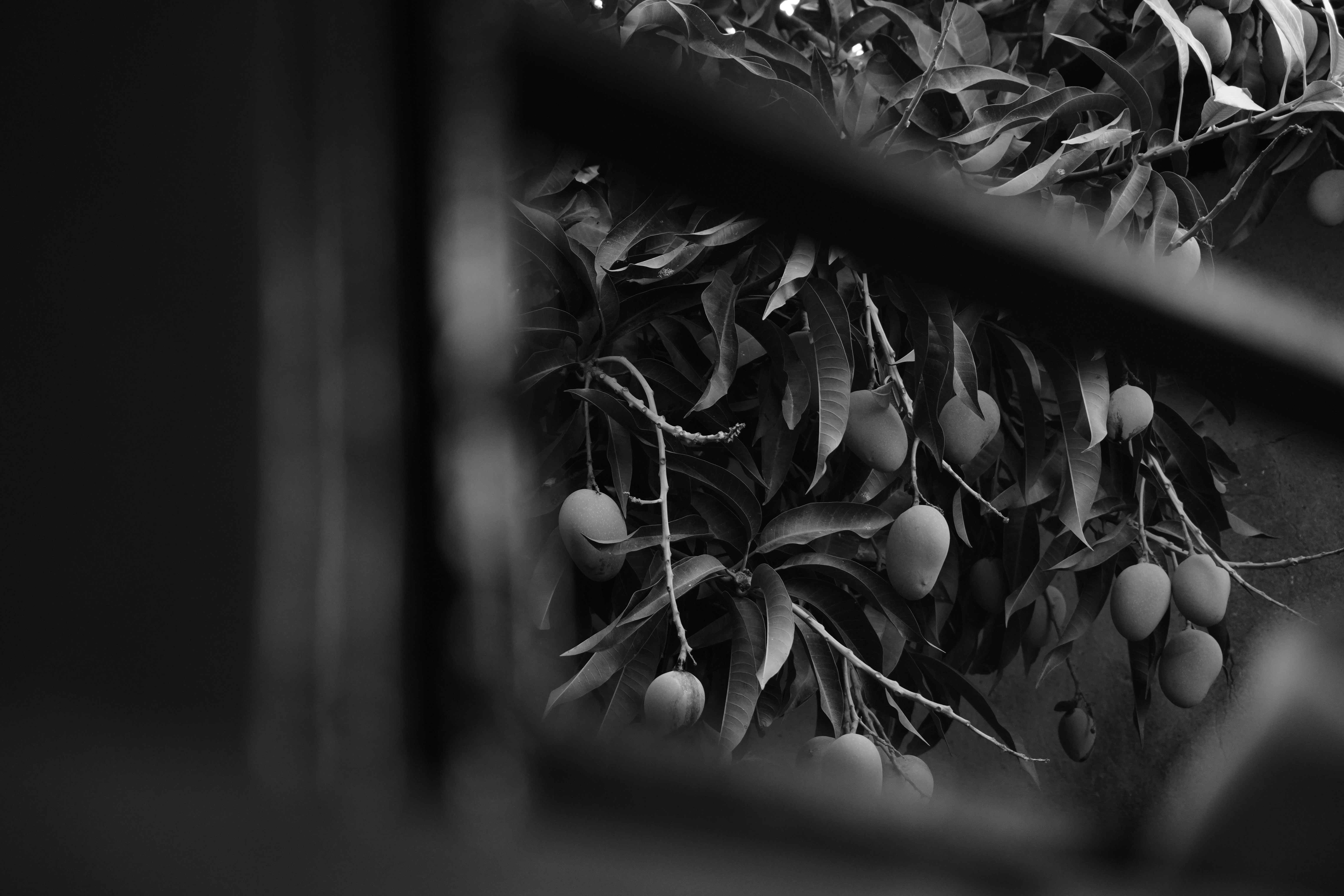 Whispers of Mangoes: A Monochrome Study
