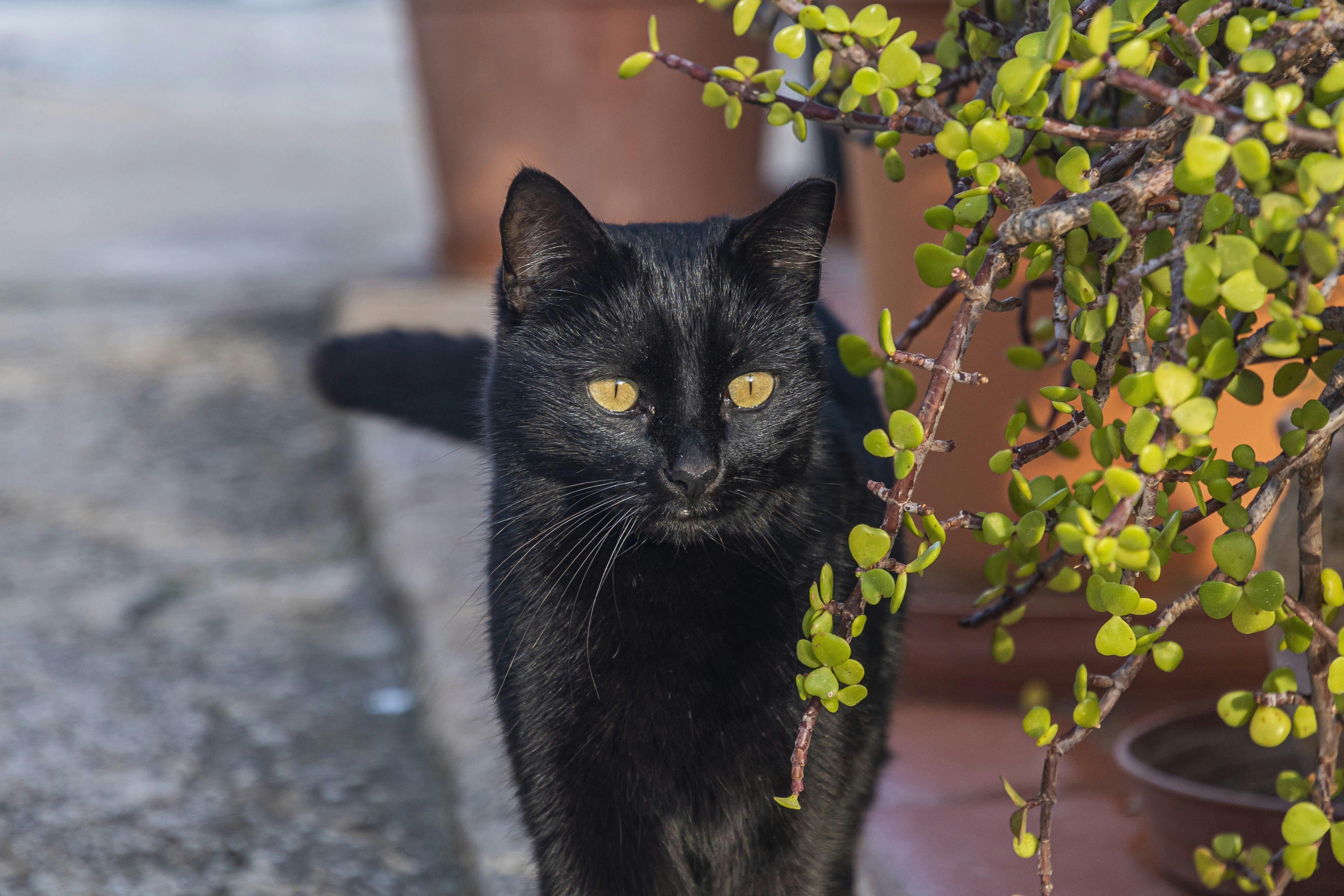 Velvet Gaze Among Green Fronds