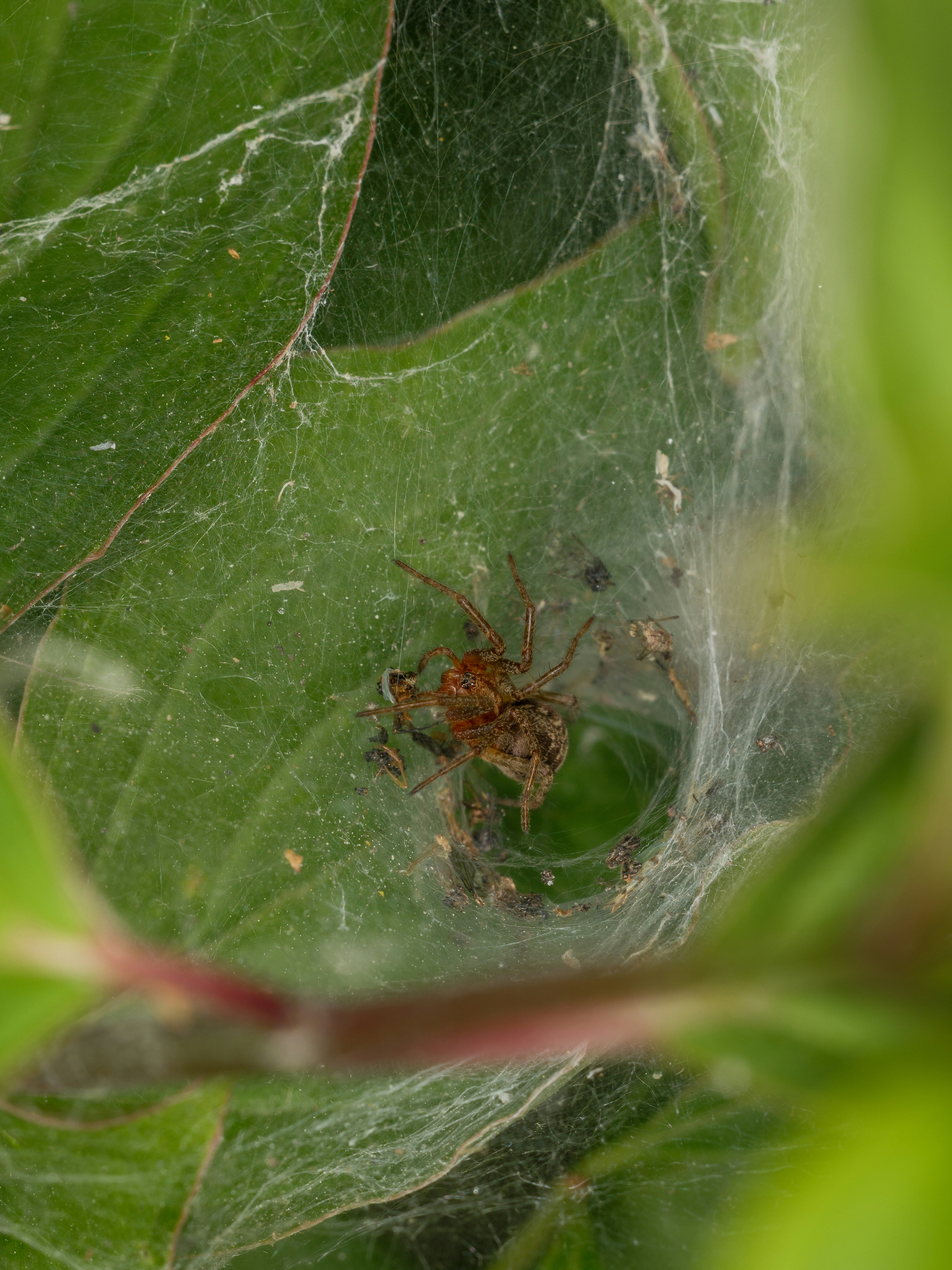 Leaf Silk Sanctuary: A Spider in Its Webbed Nook