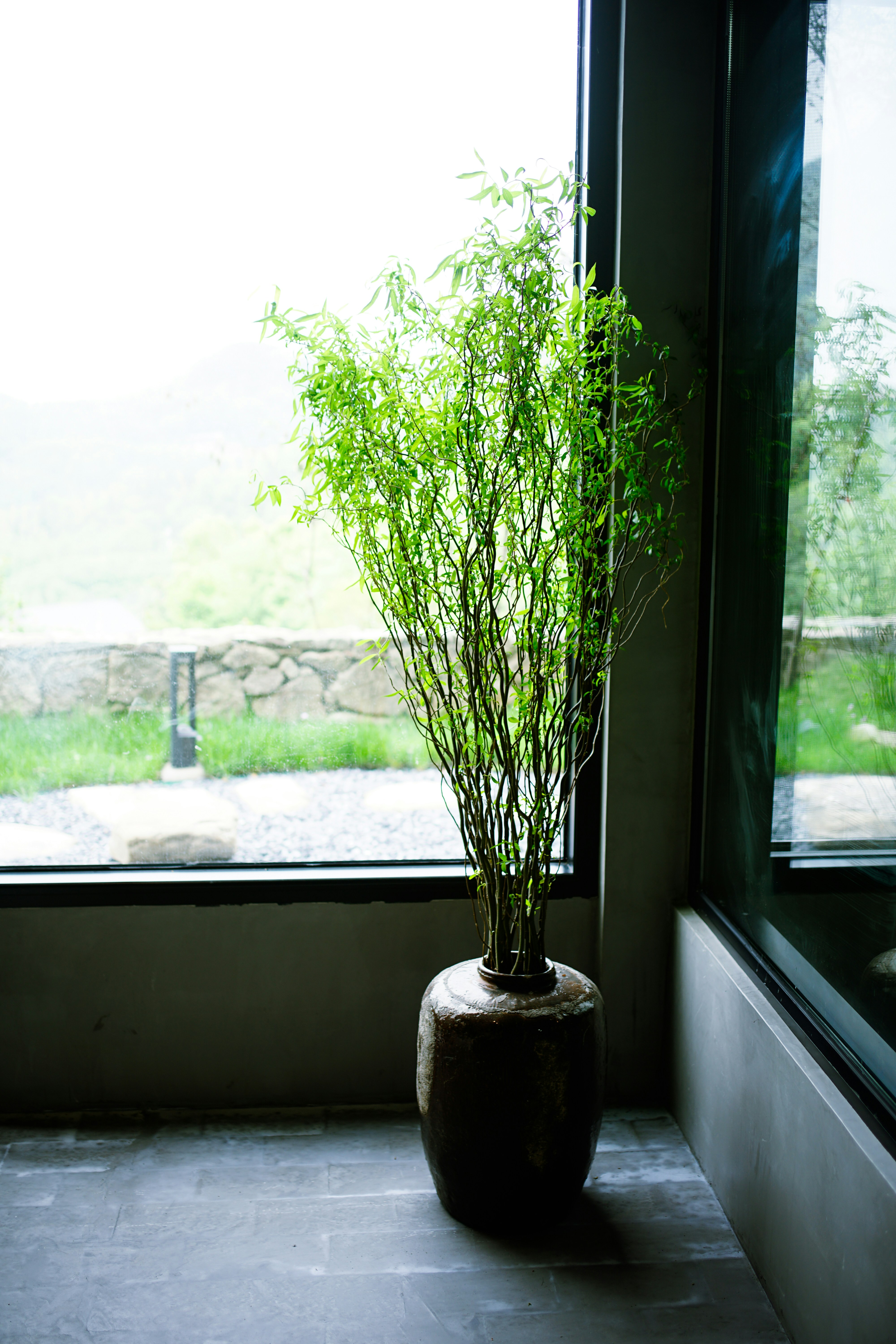 Verdant Foliage Framed by Window Glass