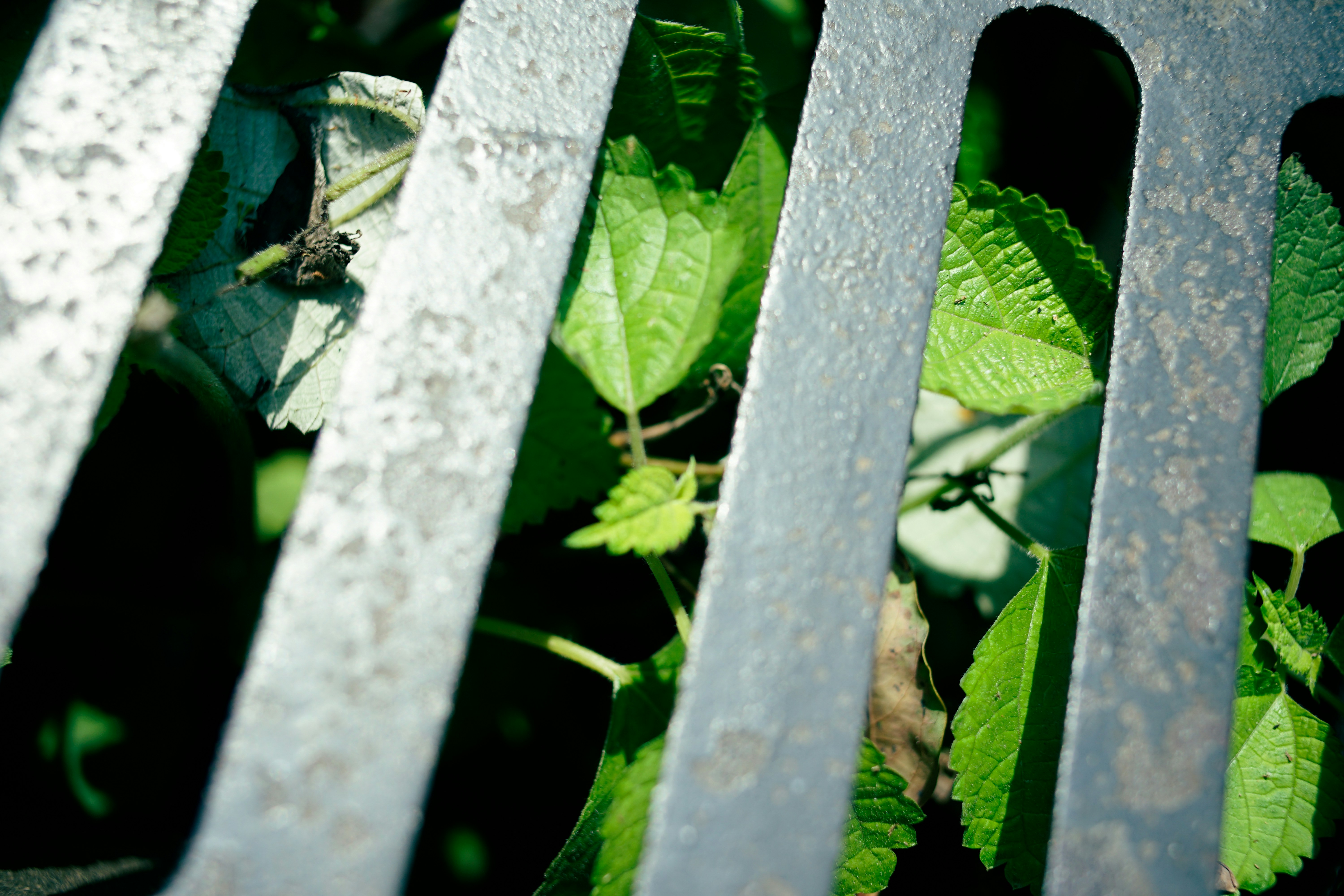 Verdant Veins Between Weathered Slats