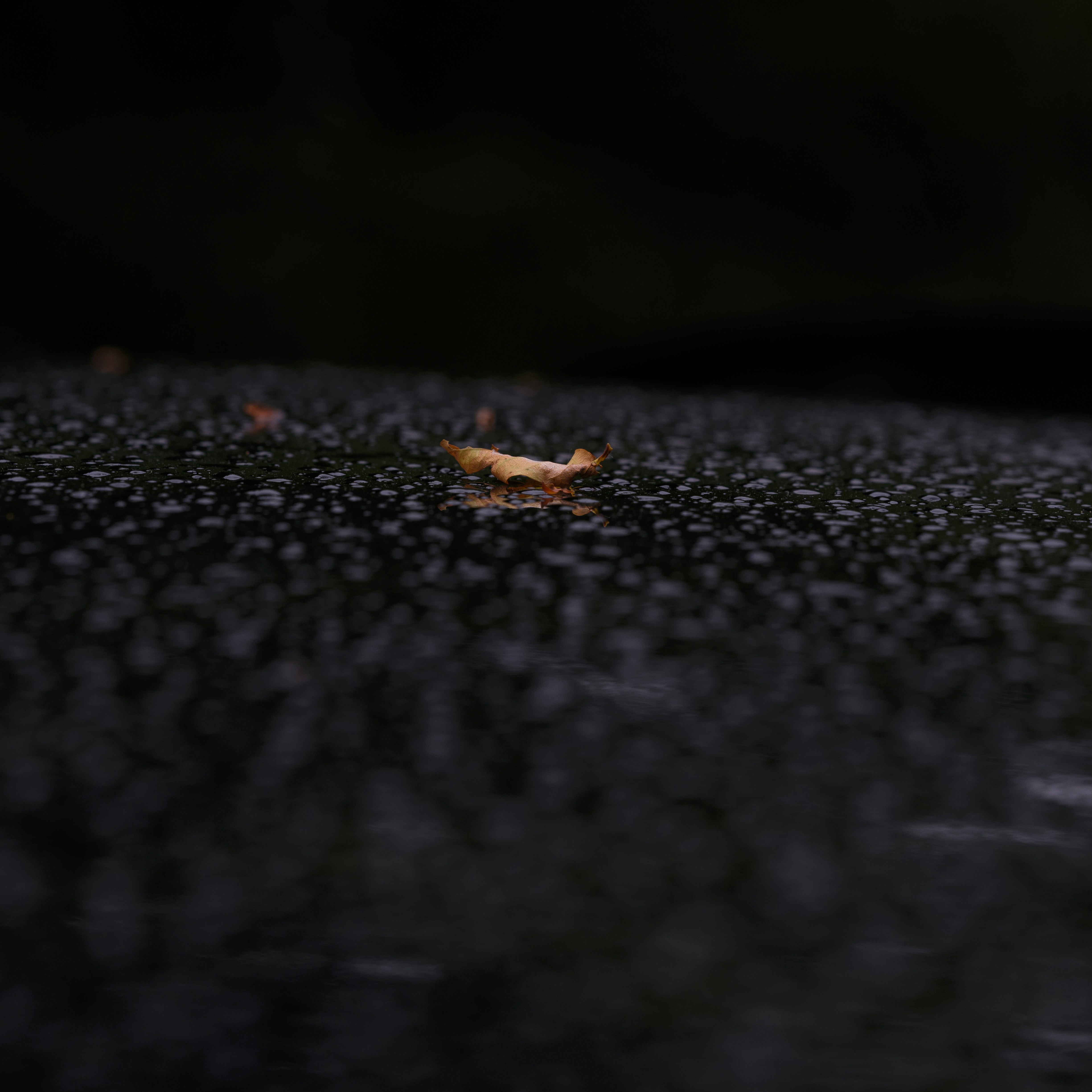 Whispers of Autumn: A Leaf's Solitude on Rain-Kissed Ground
