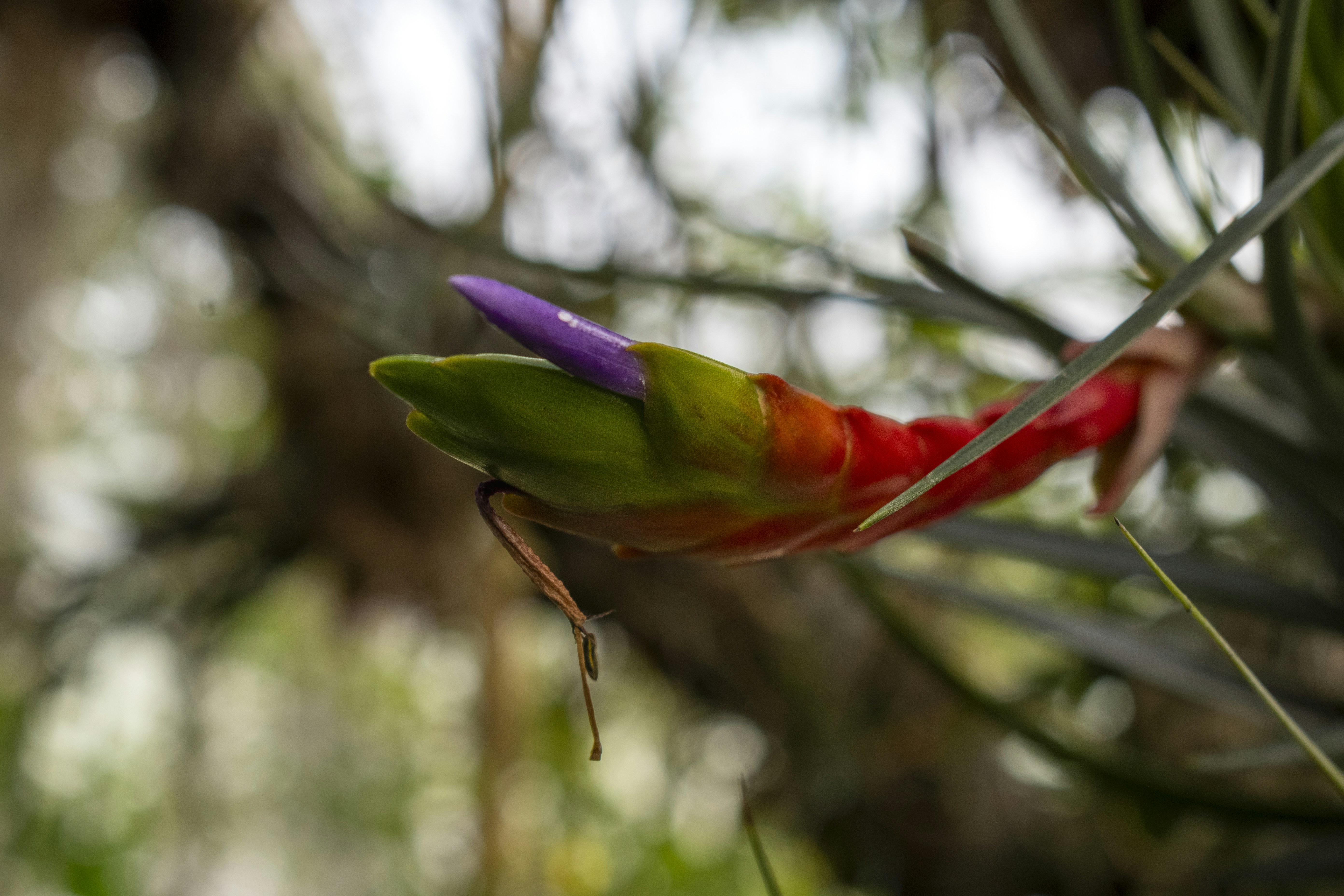 Purple-tipped Bromeliad Bud Piercing a Green Canopy