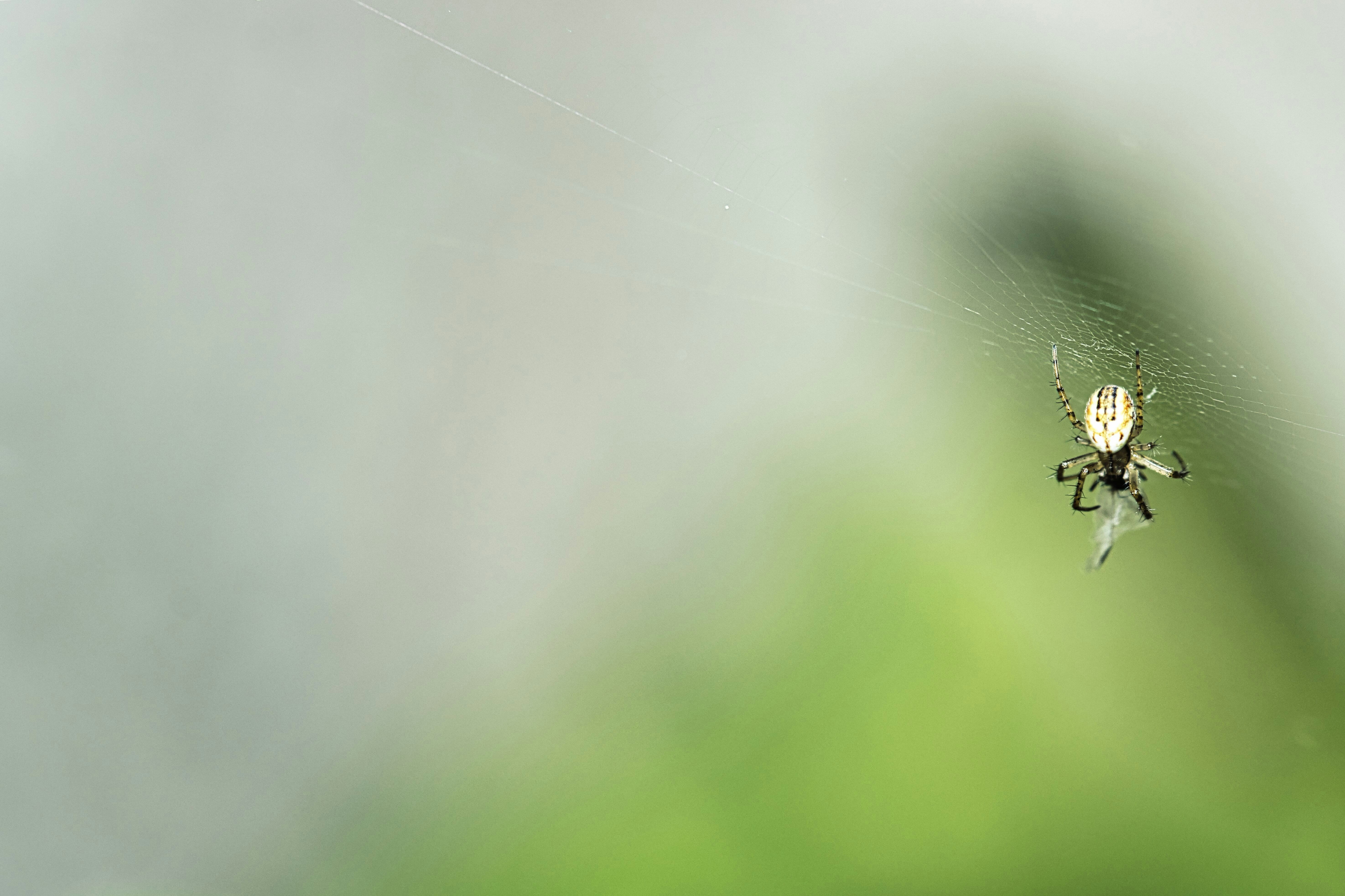 Web Weaver's Prey: A Moment of Nature's Precision